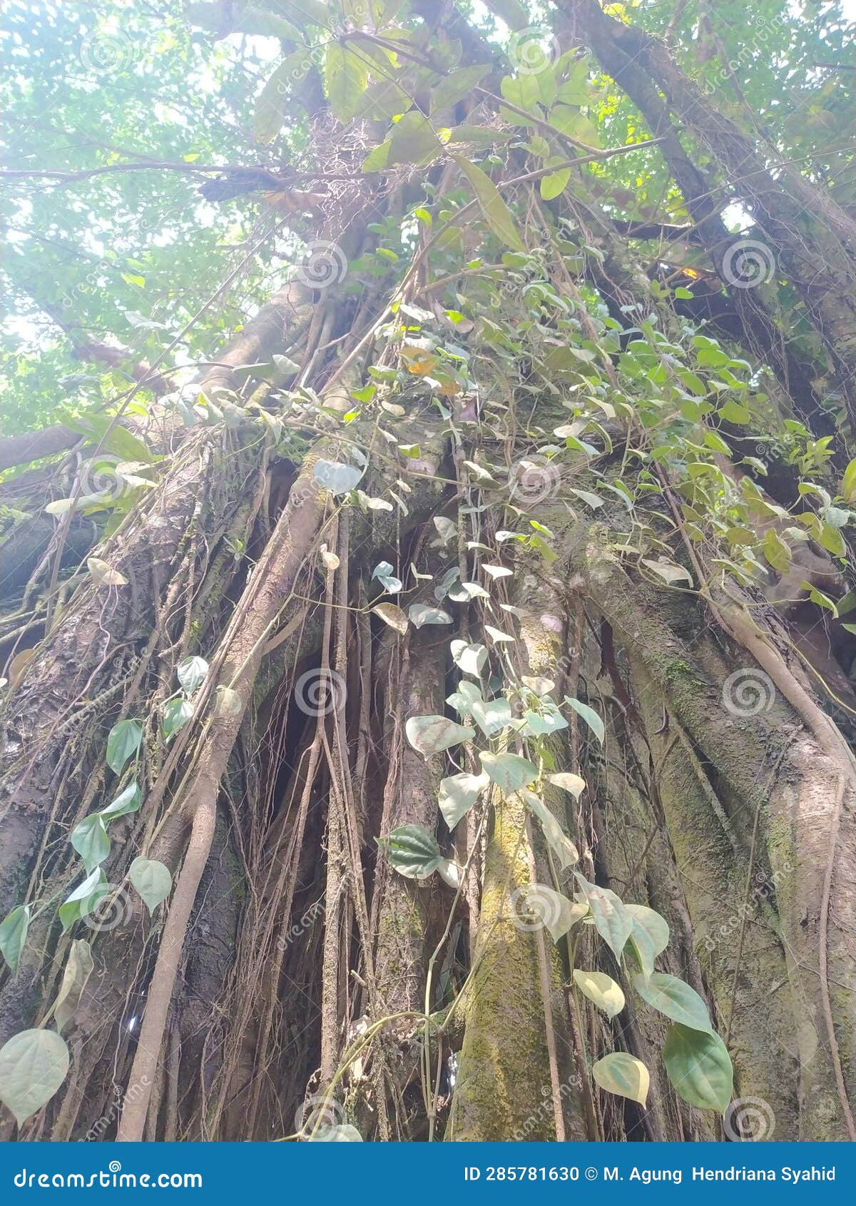 Old banyan tree stock photo. Image of ridge, terrain - 285781630