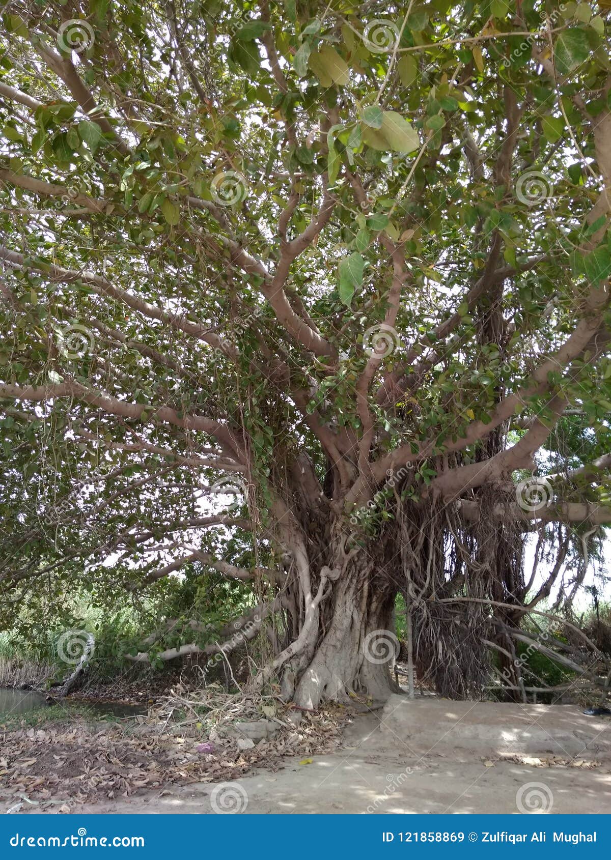 An old banyan tree stock image. Image of huge, tree - 121858869