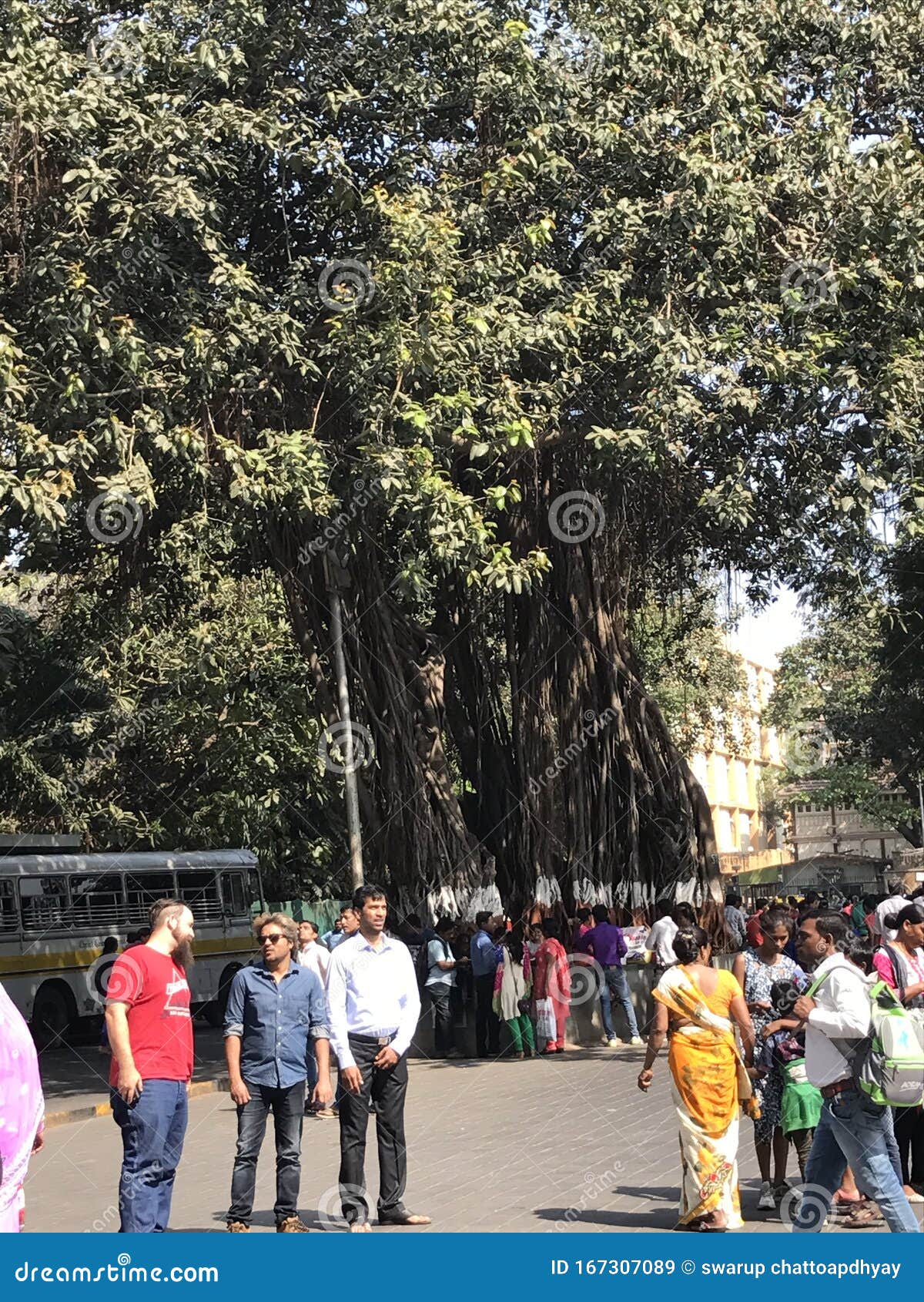 OLD BANYAN TREE is PROVIDE SHADES for HUMAN BEINGS Editorial Stock ...