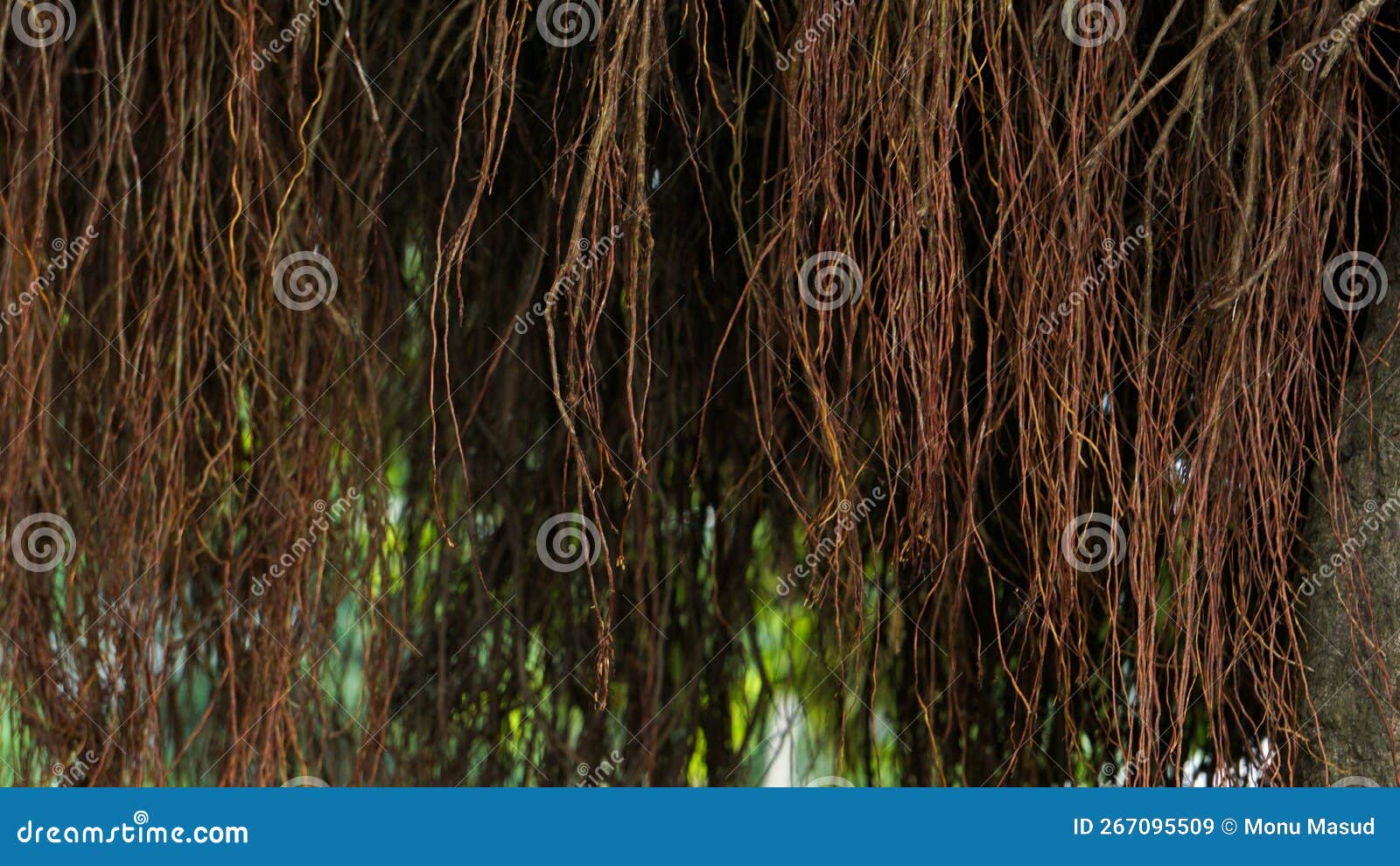 Old Banyan Tree Roots. Background Made of Banyan Tree Roots Stock Image ...