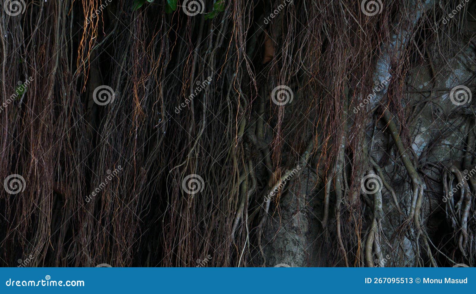 Old Banyan Tree Roots. Background Made of Banyan Tree Roots Stock Image ...