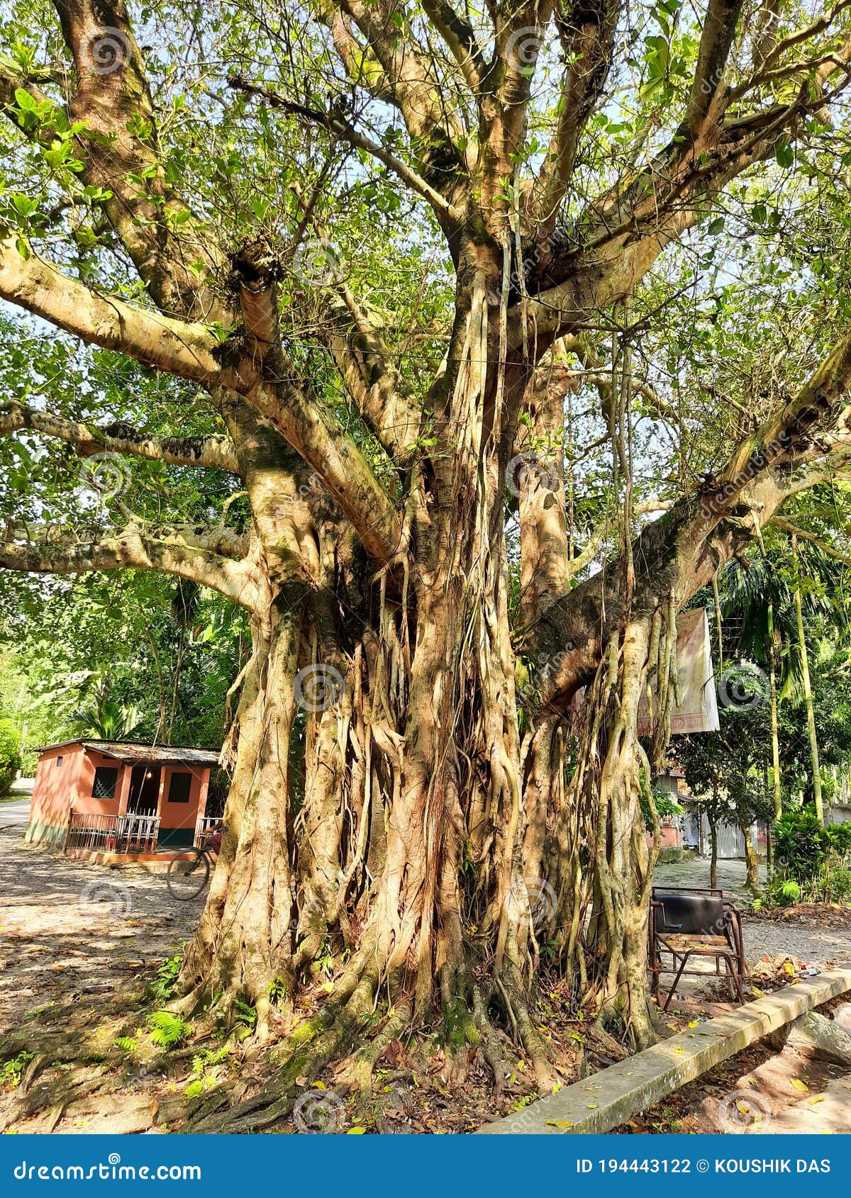 An OLD BANYAN TREE,a TEMPLE, Stock Photo - Image of banyan, temple ...