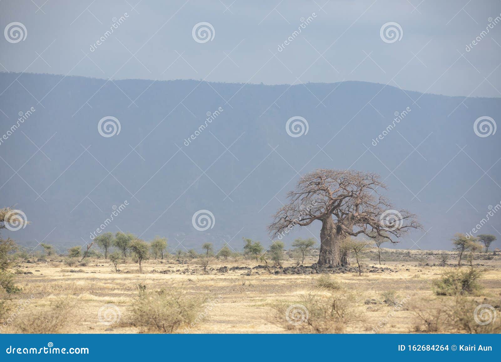 Old Baobab Tree in Tanzanian Nature Stock Photo - Image of hadzabe ...