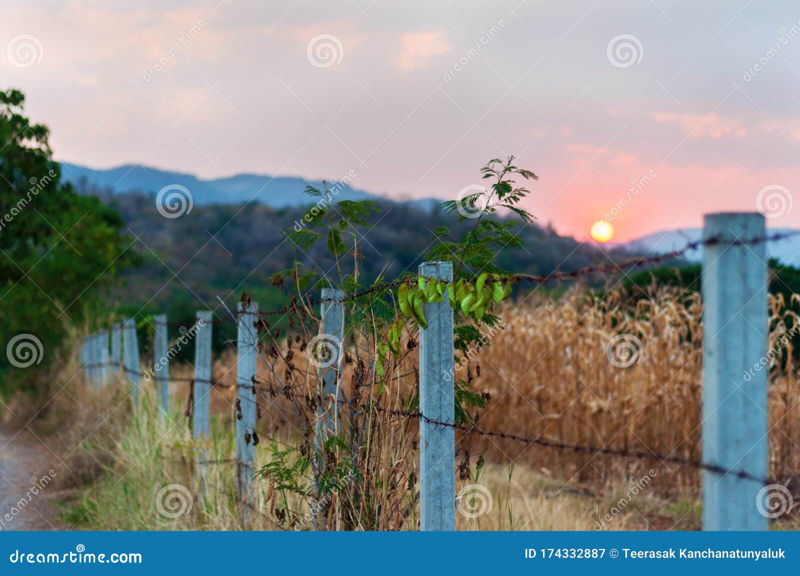 Old Barbed Wire Fence and Ranch Stock Image - Image of corn, arid ...