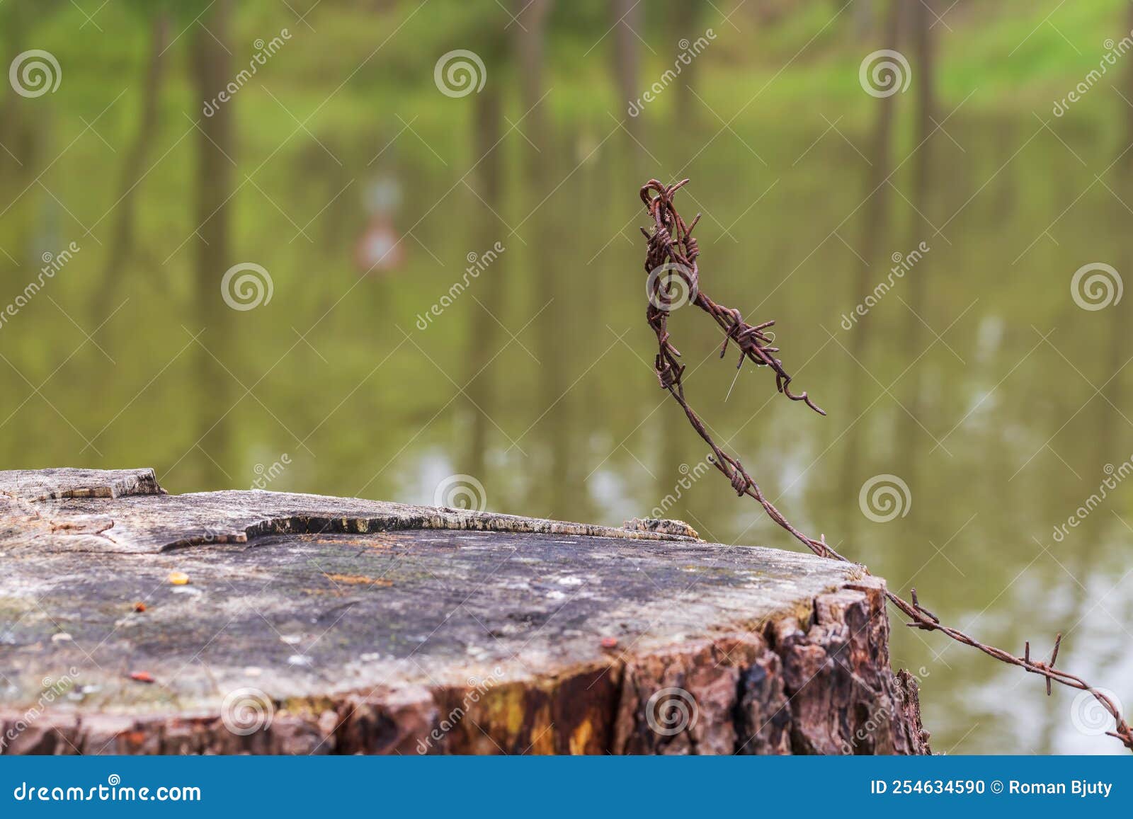 Old Barbed Wire Overgrown into a Tree Stump Stock Photo - Image of ...