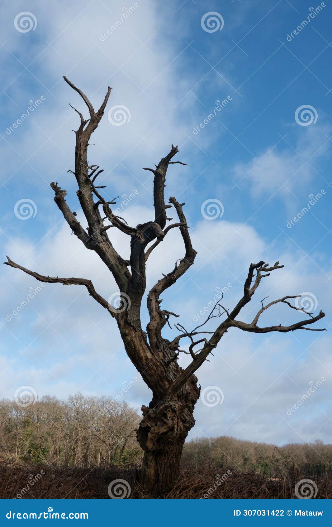 Old, Bare Oak with Winding Branches Stock Photo - Image of angel, bough ...