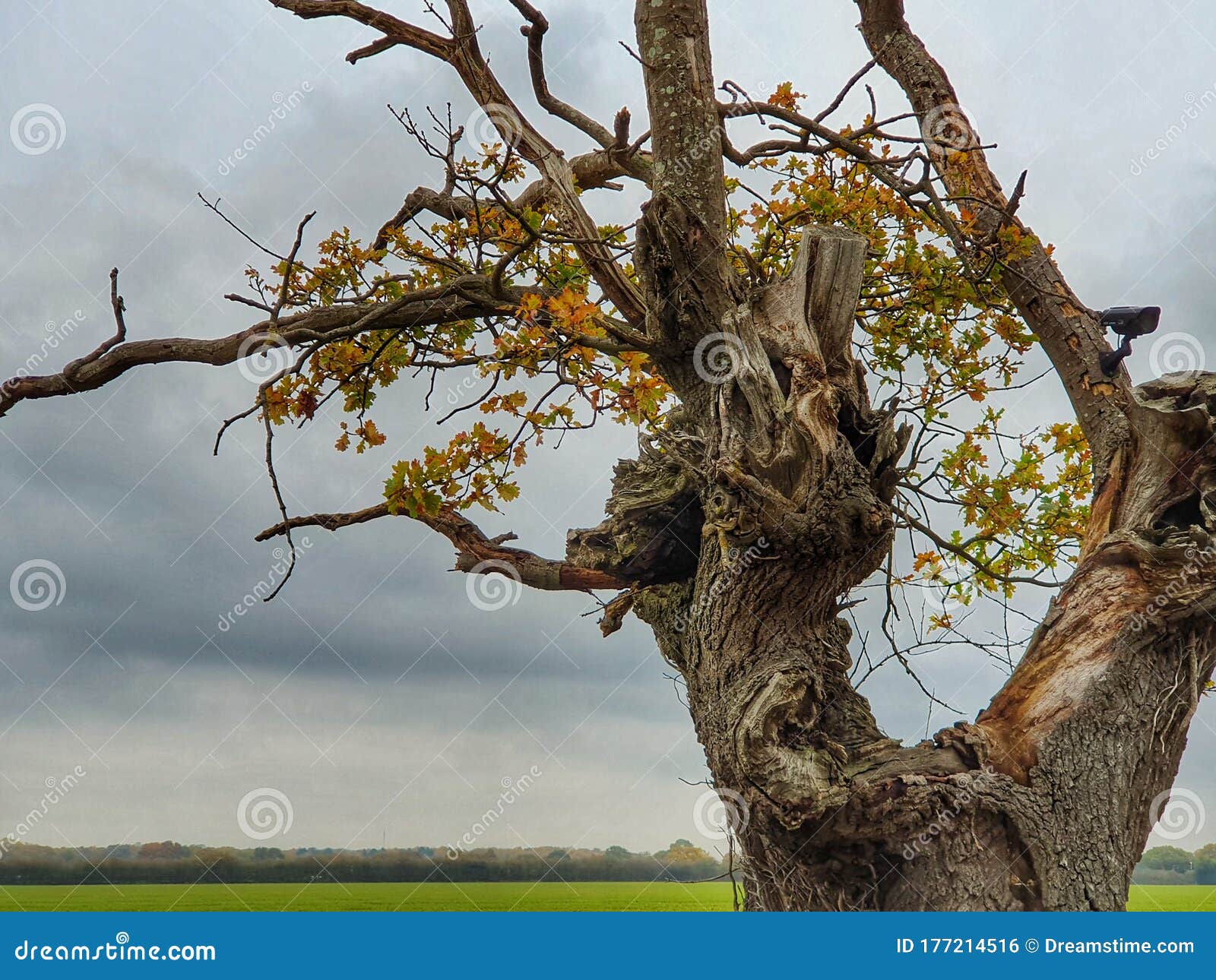Old bare tree stock photo. Image of tree, grey, spring - 177214516
