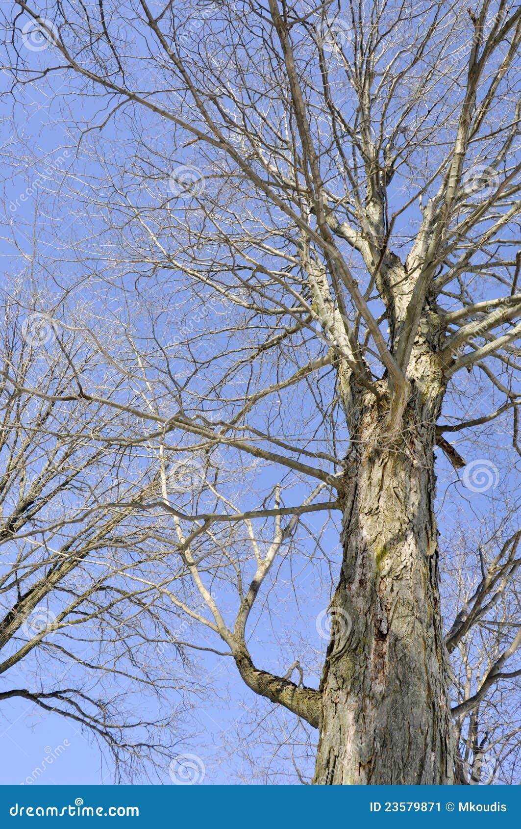 Old Bare Tree stock image. Image of majestic, nature - 23579871
