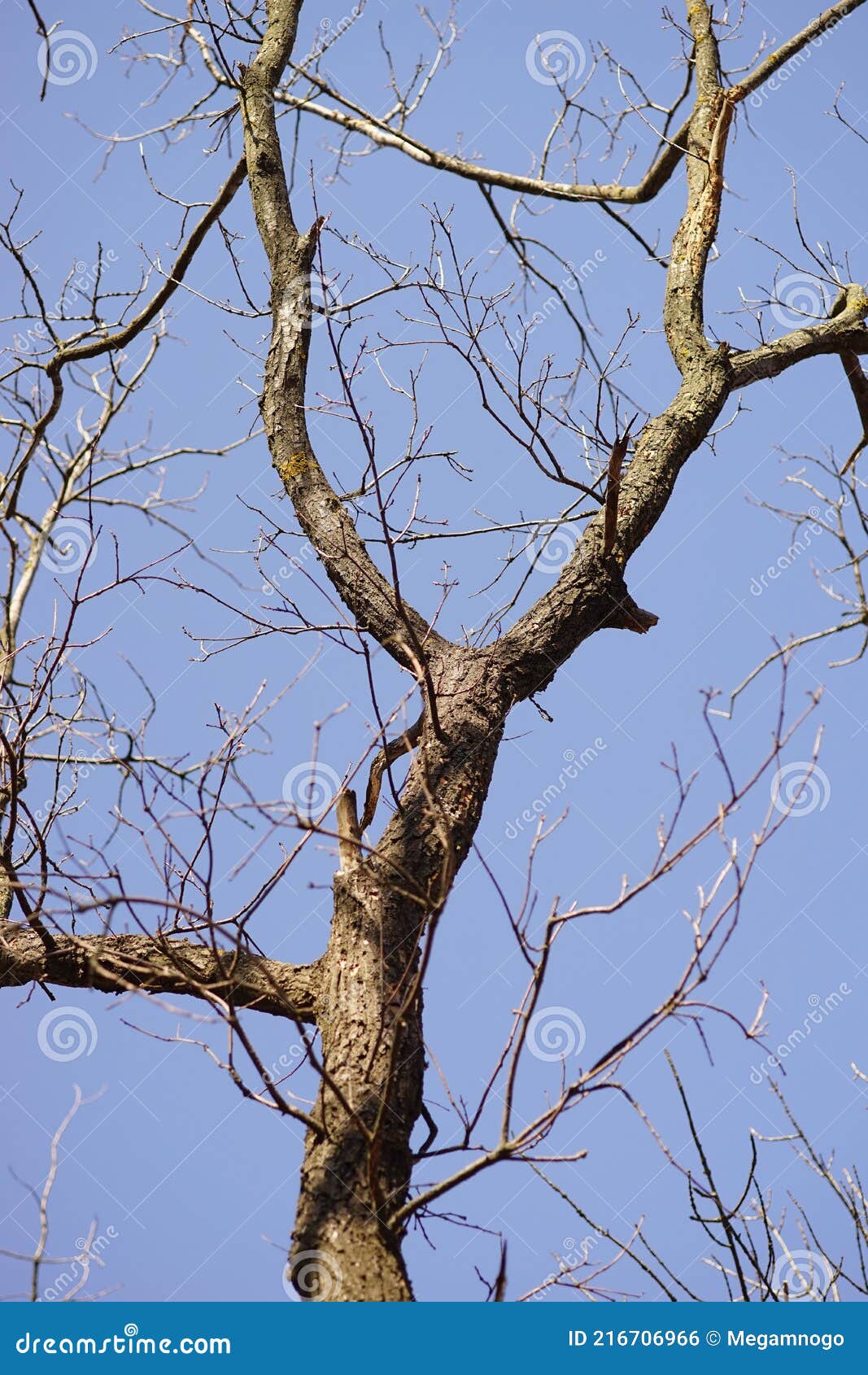 Old Bare Tree in Blue Sky. Sunny Day in Forest Stock Photo - Image of ...