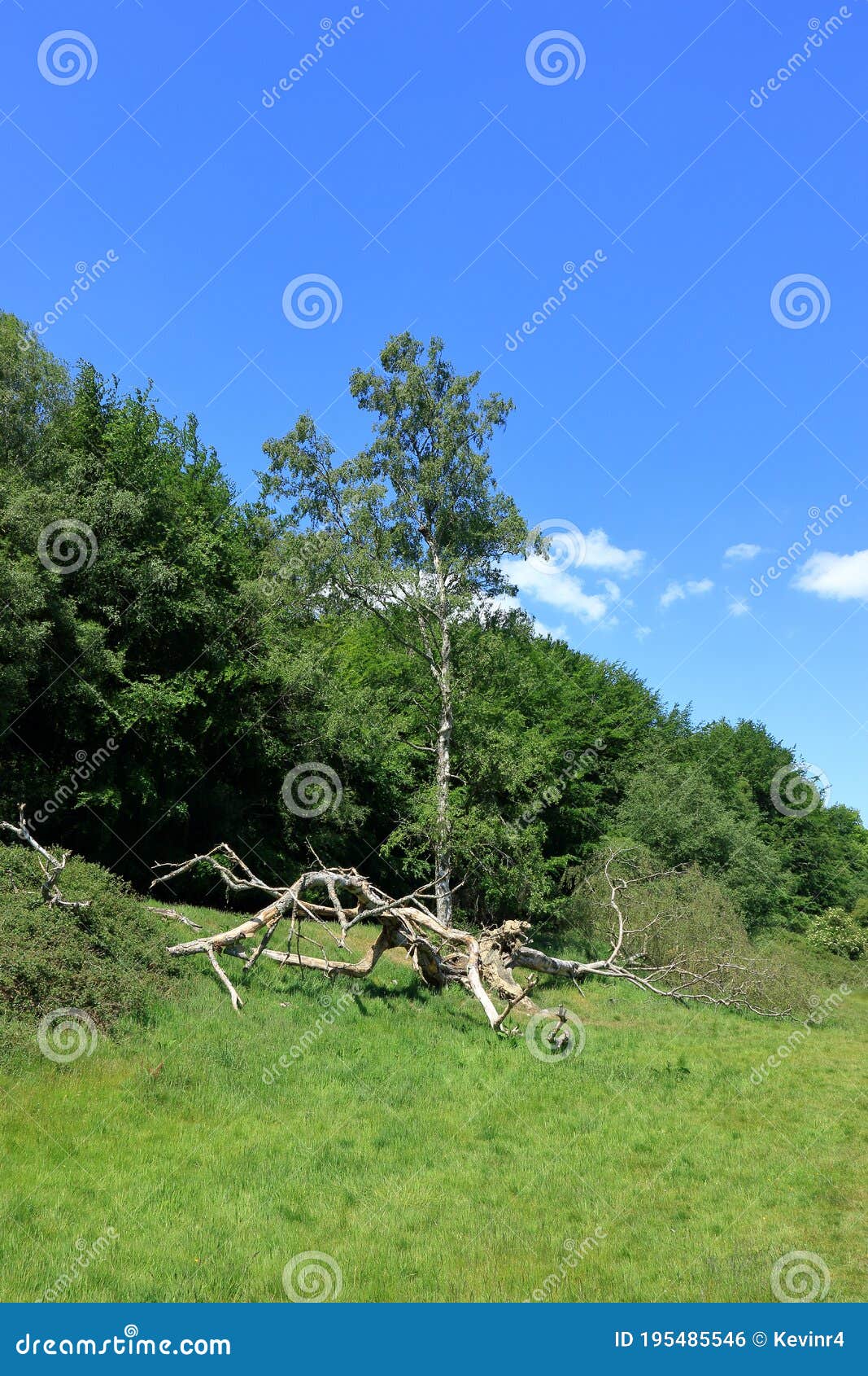 An Old Bare Tree in the Countryside Near Westerham Stock Photo - Image ...