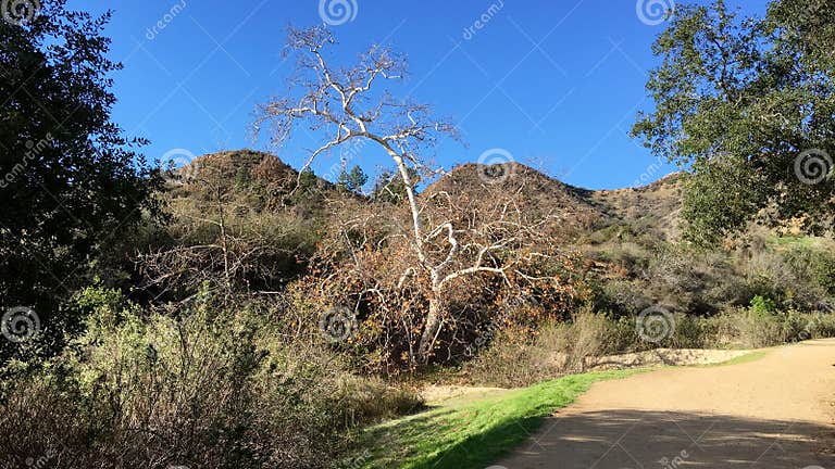 Old bare tree stock photo. Image of cold, crisp, path - 83310486