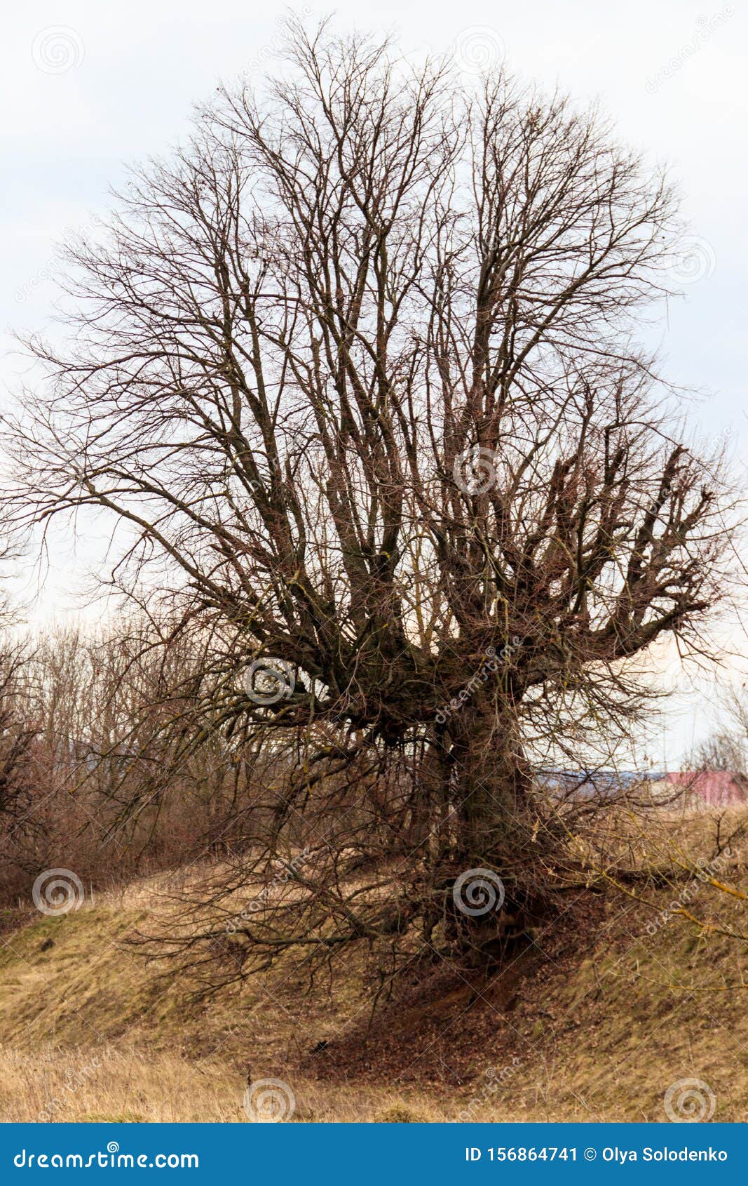 Old Bare Tree with Powerful Bare Roots on Cloudy Day Stock Image ...