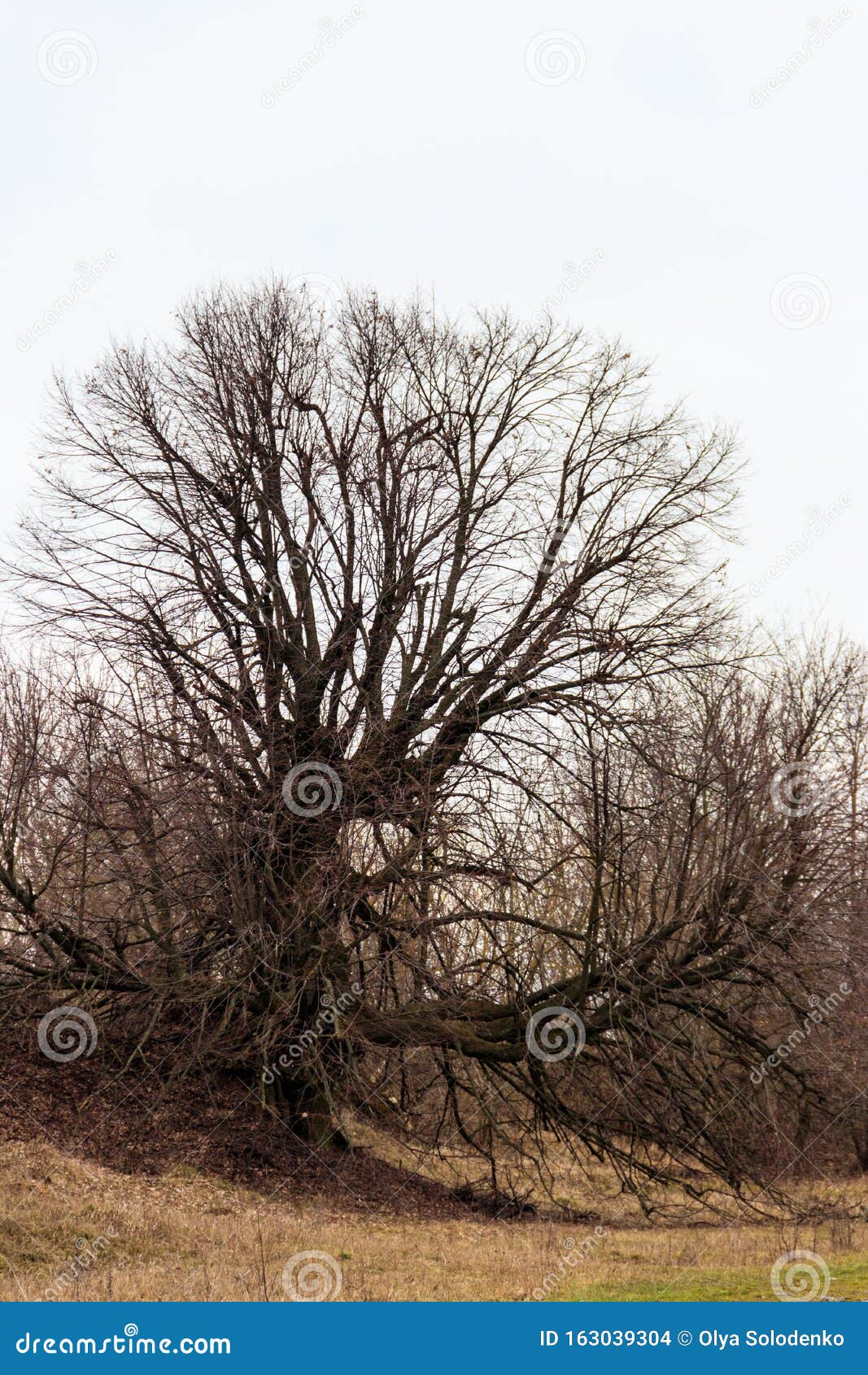 Old Bare Tree with Powerful Bare Roots on Cloudy Day Stock Photo ...
