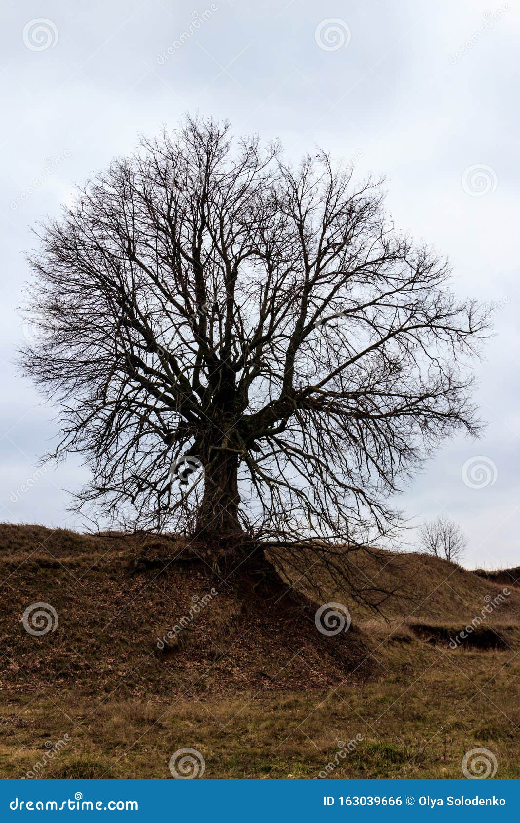 Old Bare Tree with Powerful Bare Roots on Cloudy Day Stock Photo ...