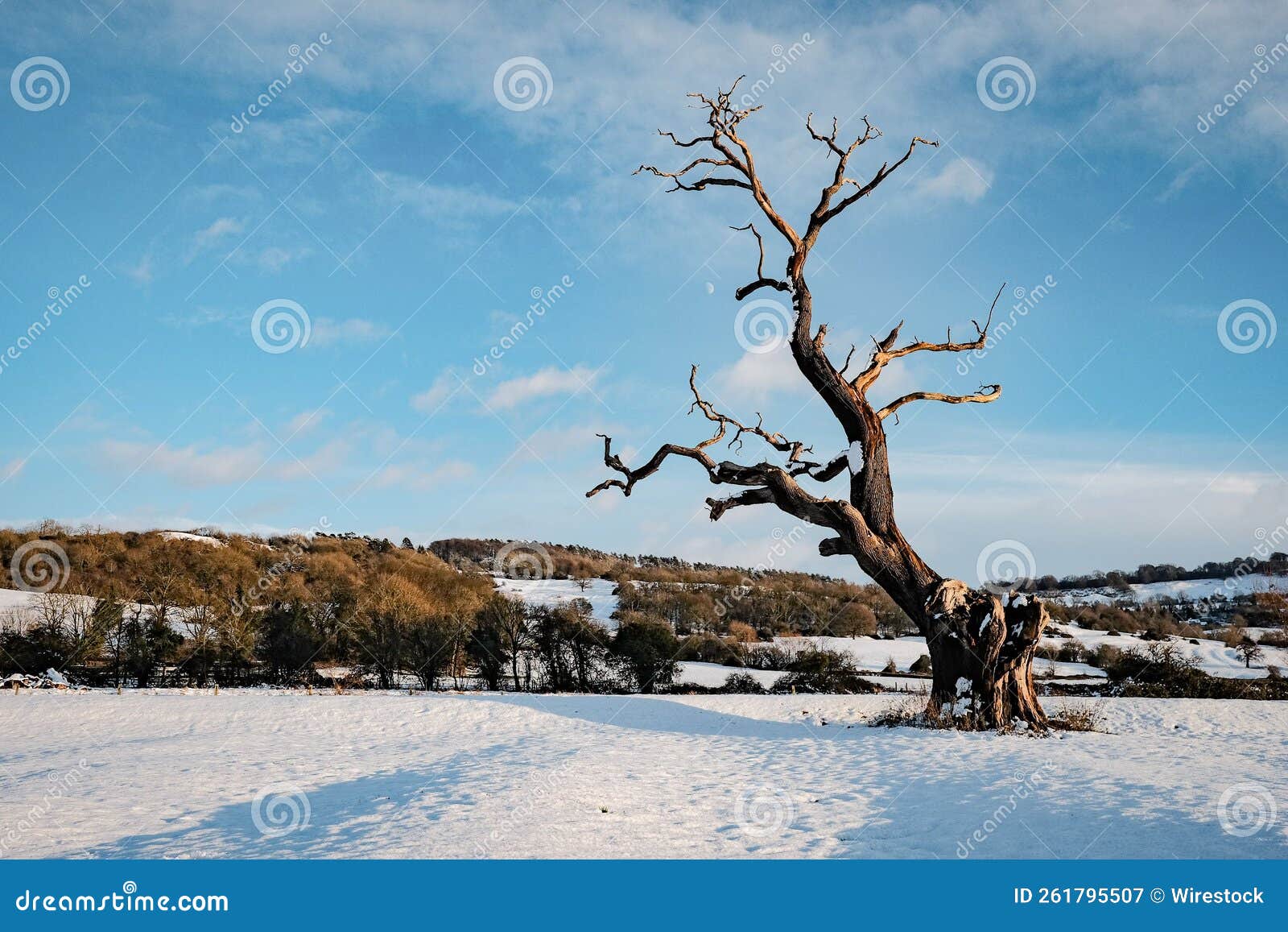 Old Bare Tree in a Snowy Field on a Sunny Morning Stock Image - Image ...