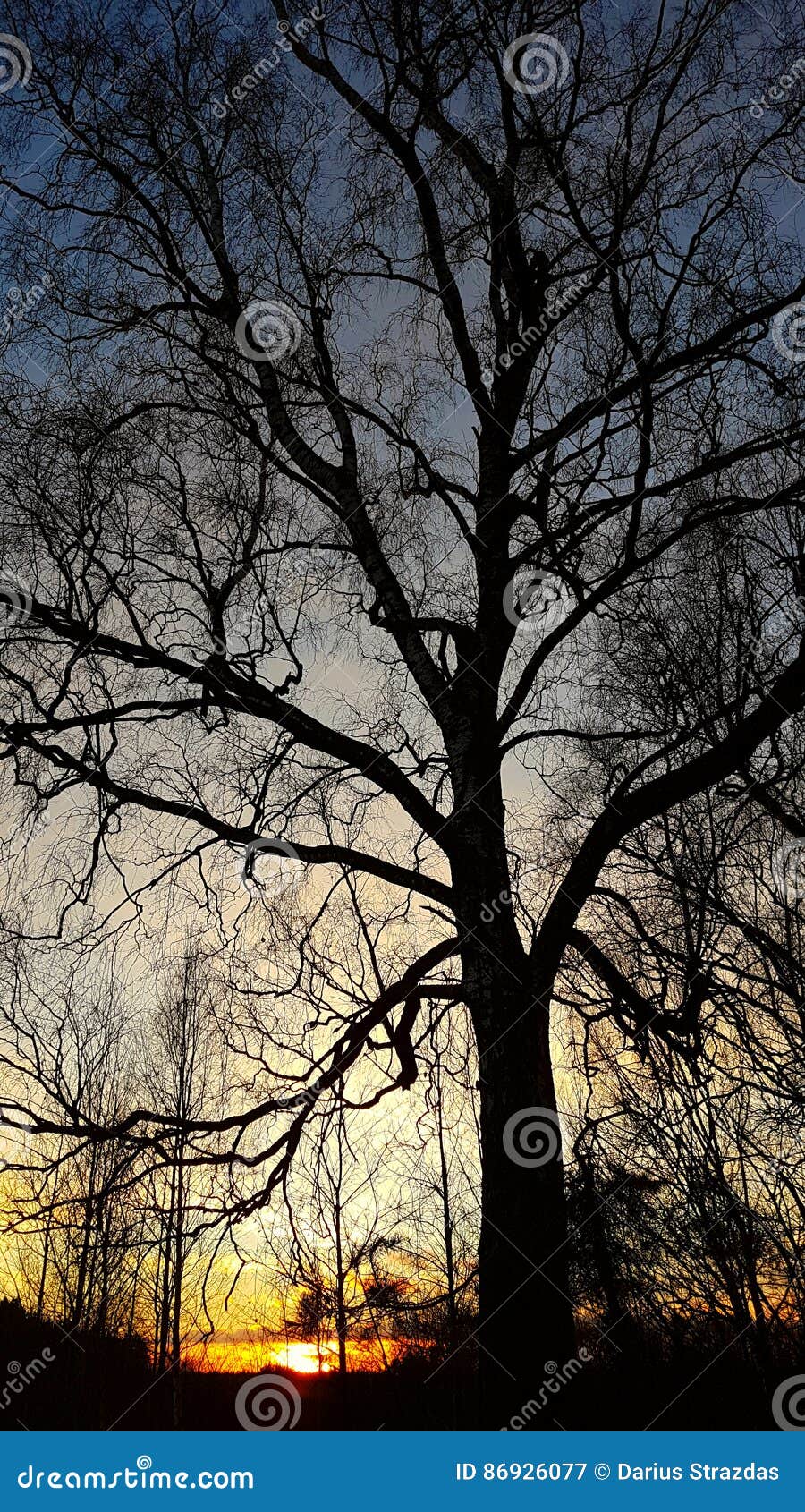 Old bare tree at sunset stock image. Image of view, bare - 86926077