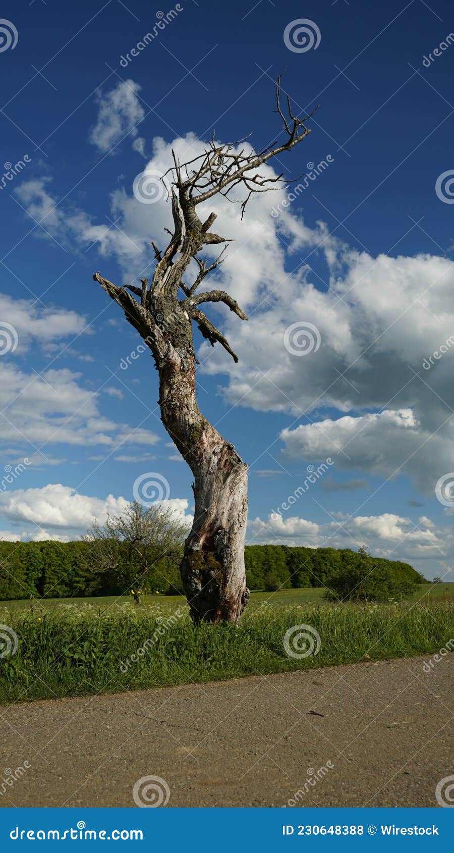 Old Bare Tree Trunk in a Field on a Sunny Day Stock Photo - Image of ...