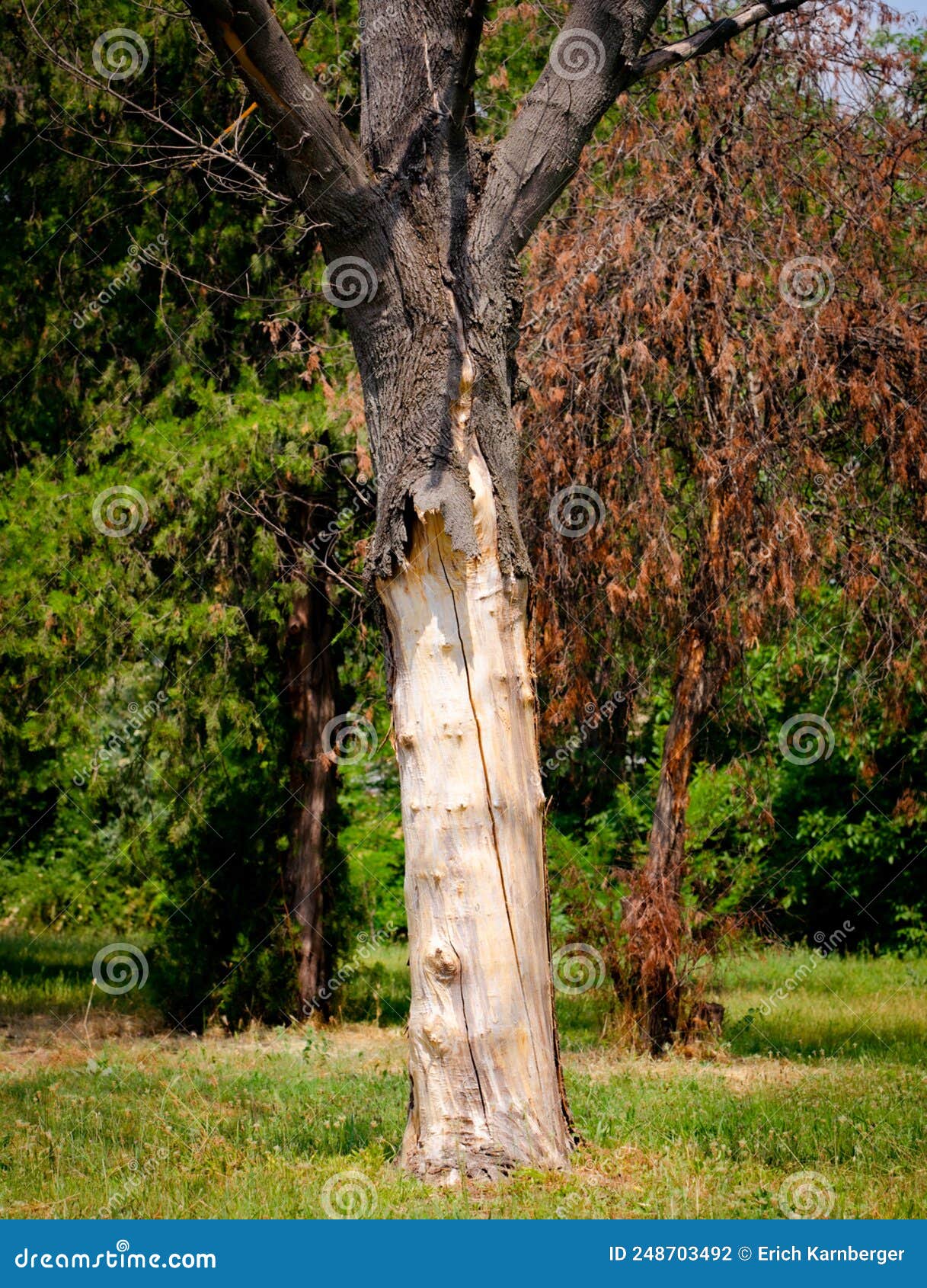 Old Bare Tree Trunk at a Park Stock Photo - Image of park, grass: 248703492