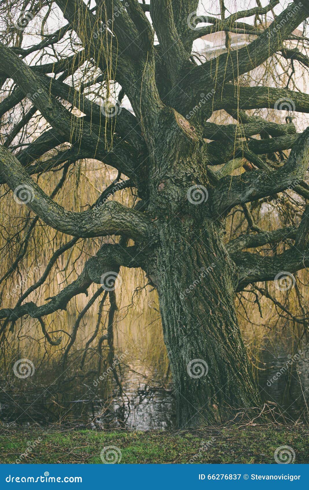 Old bare tree stock image. Image of rural, spooky, tree - 66276837