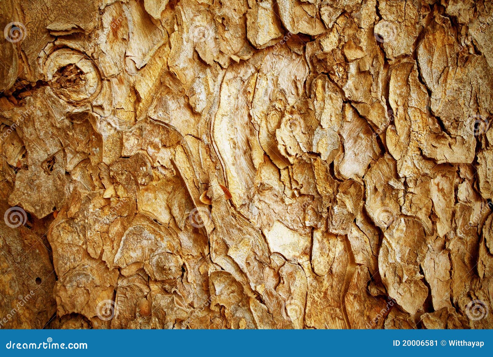 Old bark stock image. Image of skin, natural, rough, brown - 20006581