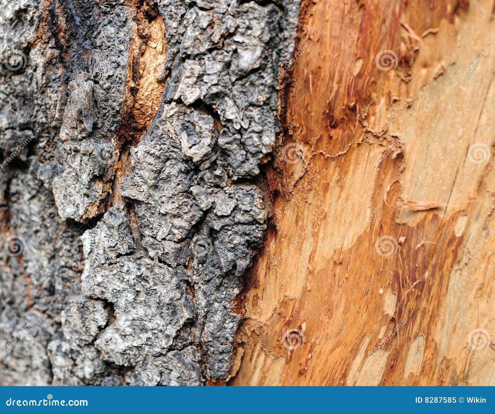 Old Bark stock image. Image of outdoor, backgrounds, close - 8287585