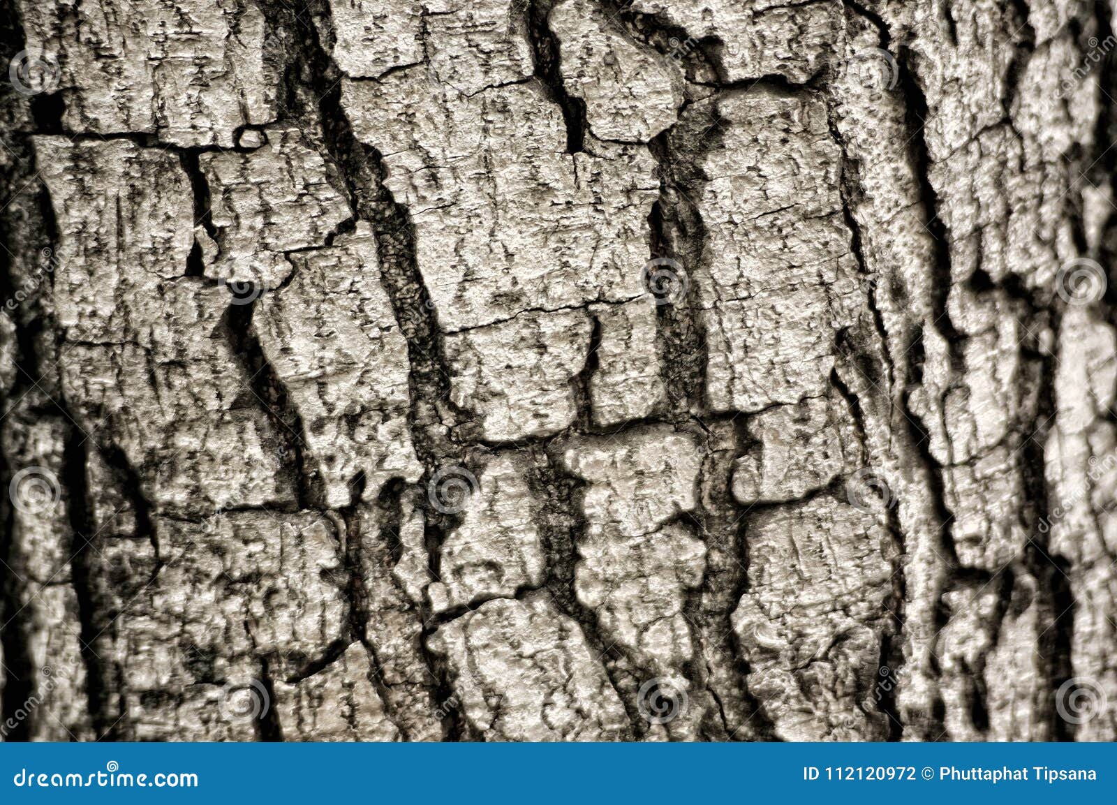 Old Bark, Crevices and Patterns on Tree Background. Stock Photo - Image ...