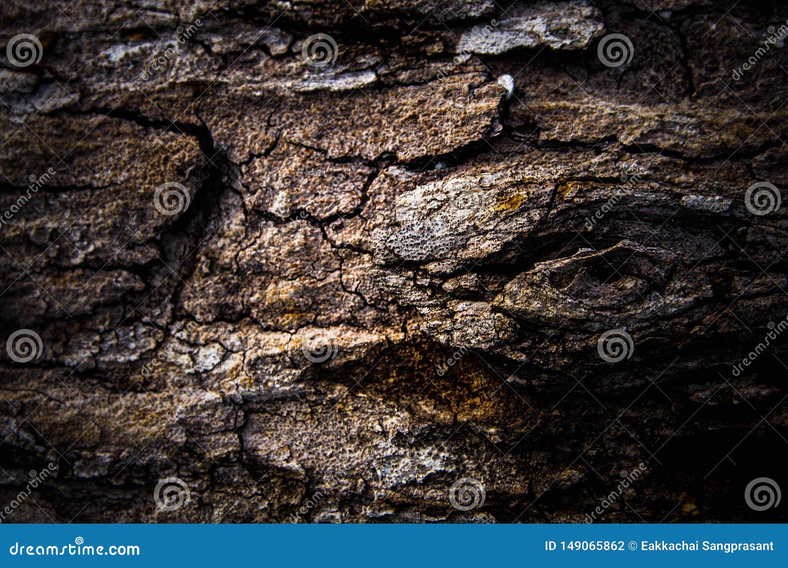 Old Bark Cut Tree Trunk Wood Texture, Close-up Background Pattern Stock ...