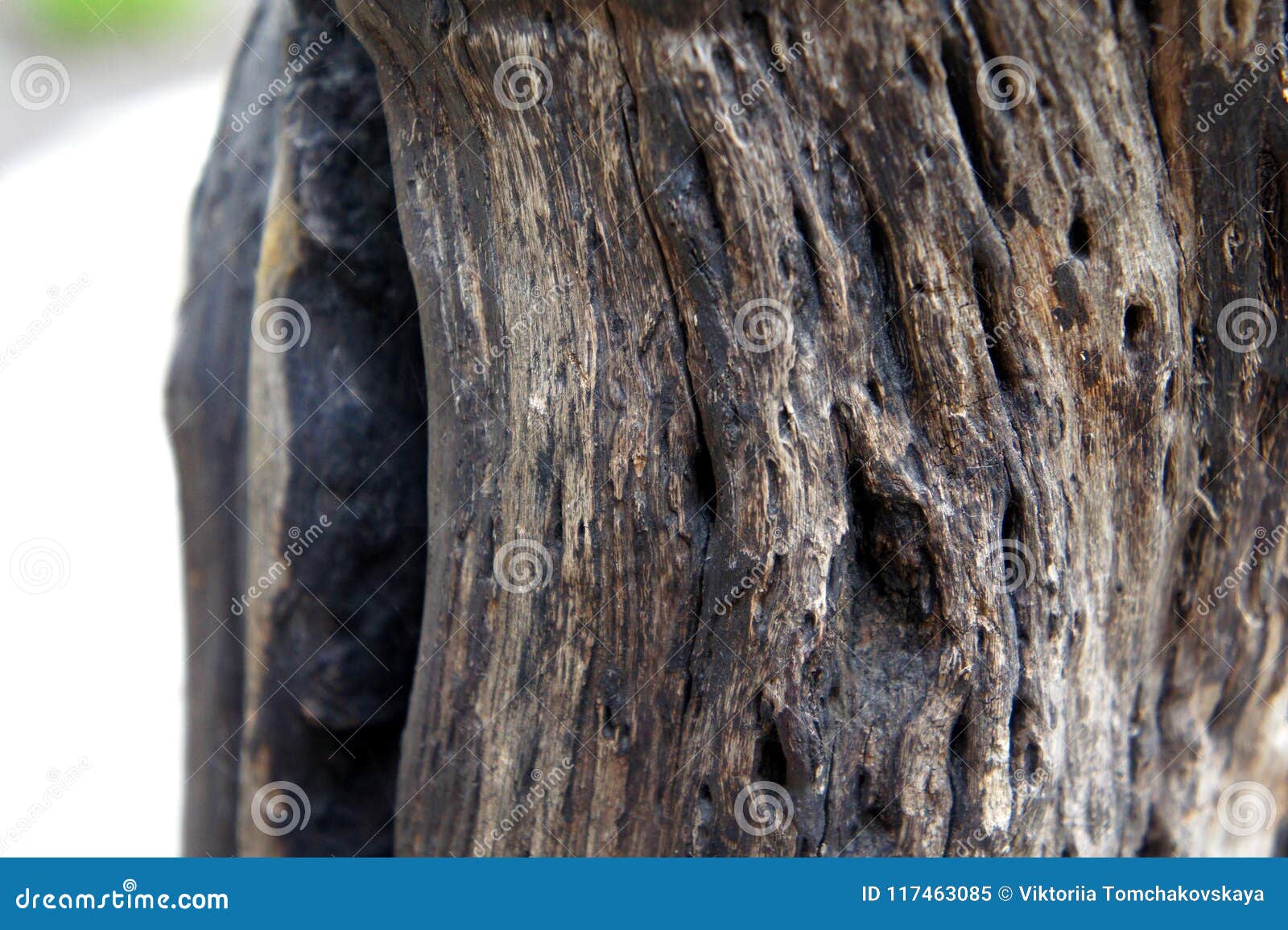 Old bark of a grape tree stock image. Image of grapevine - 117463085