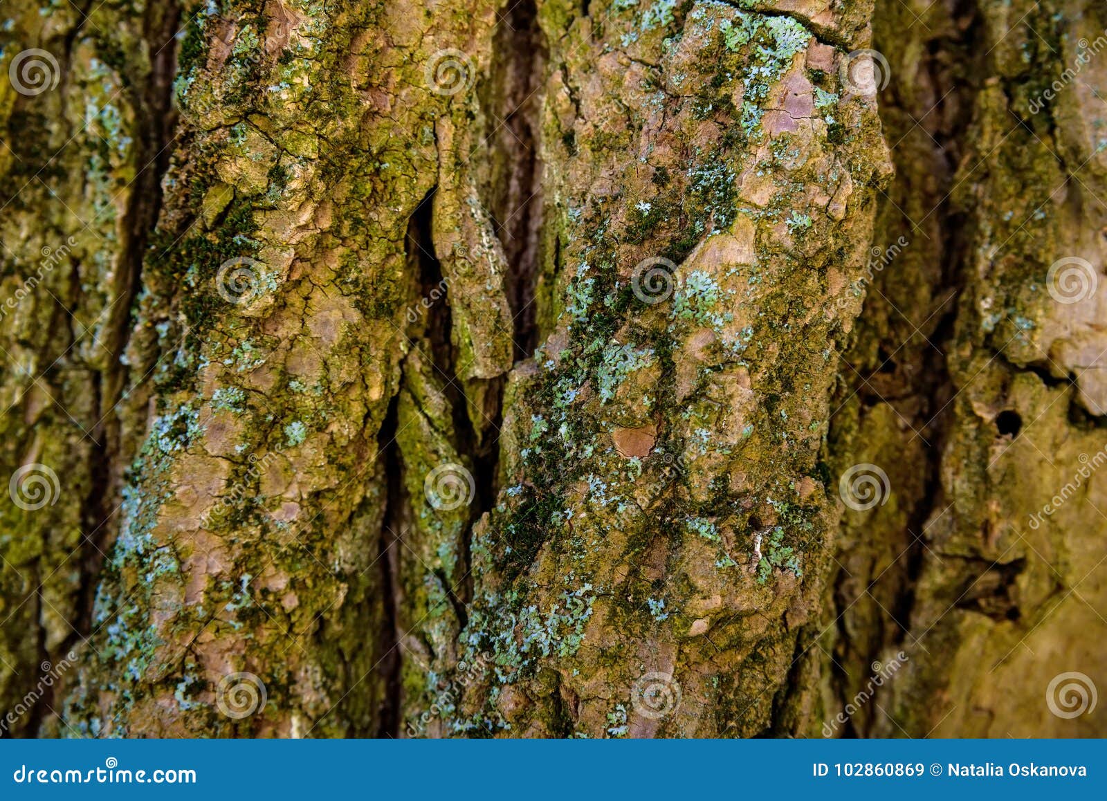 Old bark macro stock image. Image of barn, board, plant - 102860869