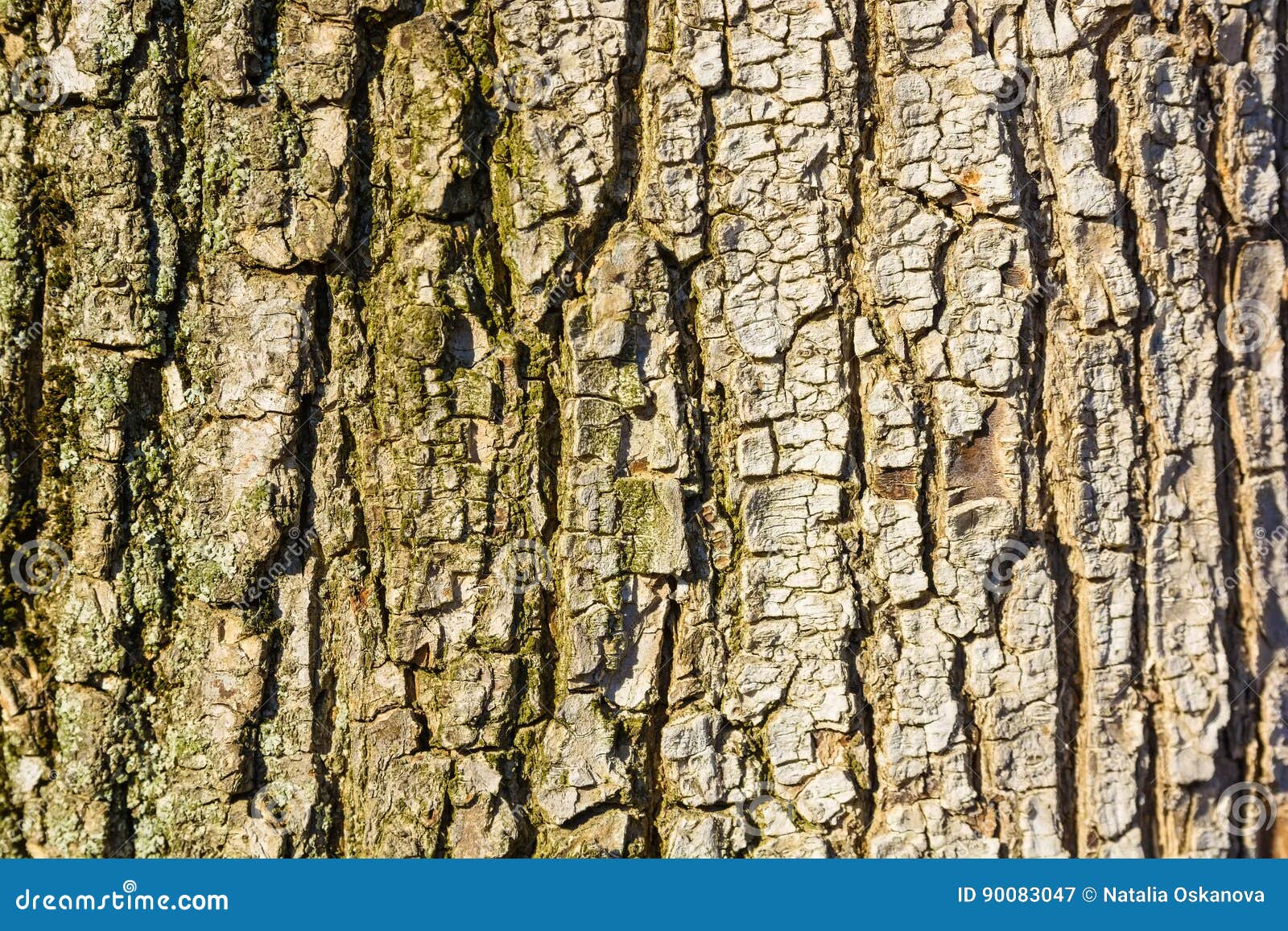 Old bark macro stock image. Image of closeup, lumber - 90083047