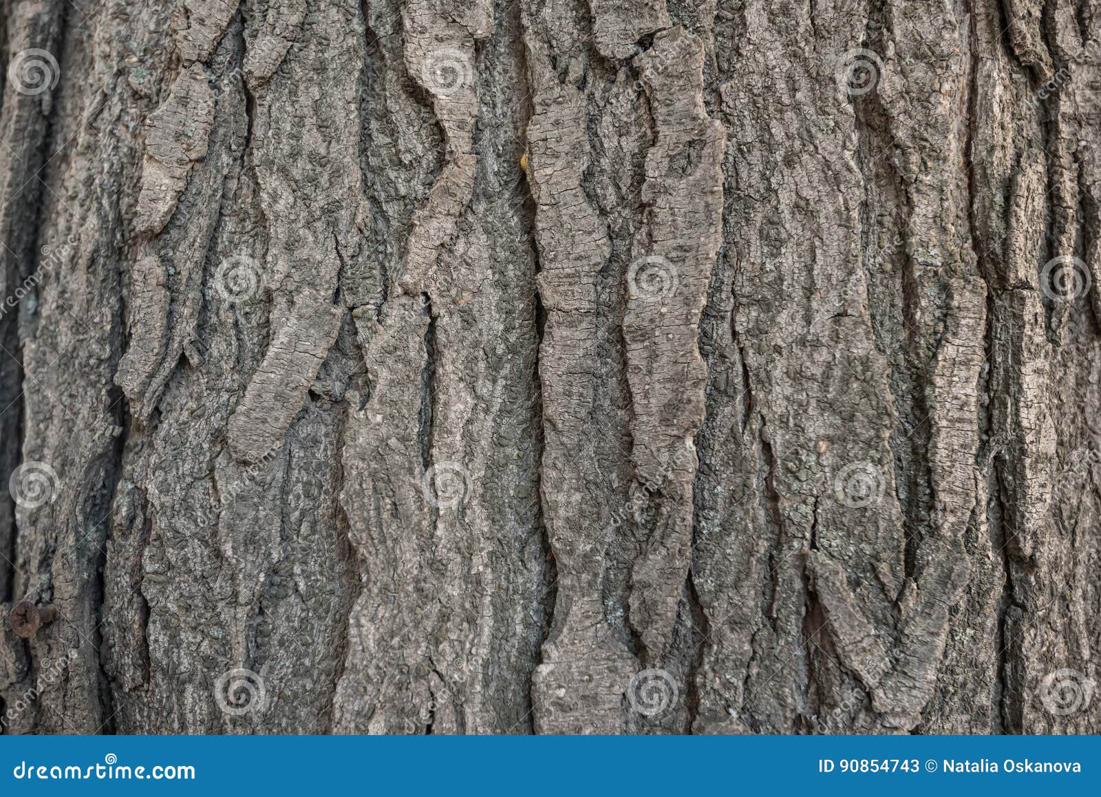 Old bark macro stock image. Image of barn, close, coarse - 90854743
