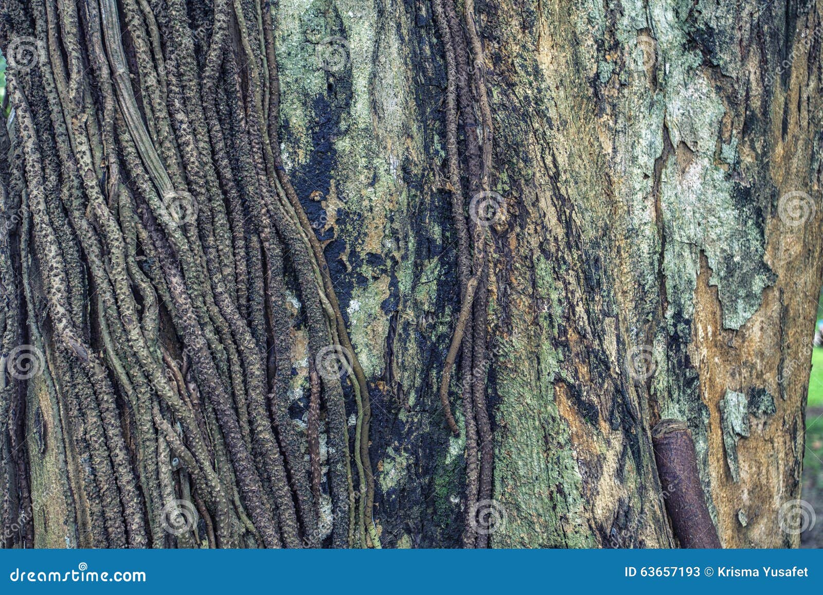 Old Bark root Texture stock image. Image of grungy, nature - 63657193