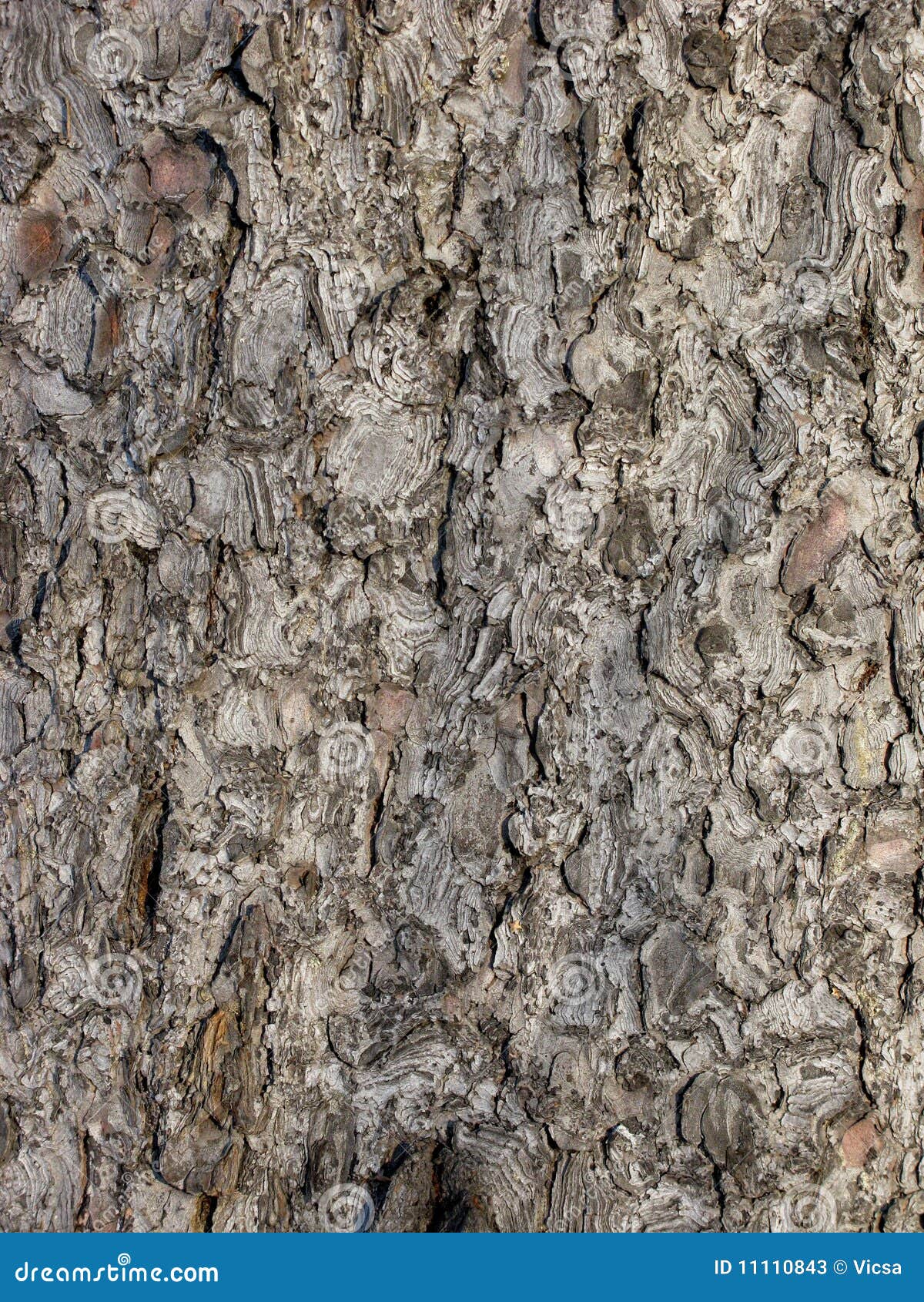 Old bark texture stock image. Image of abstract, scratch - 11110843