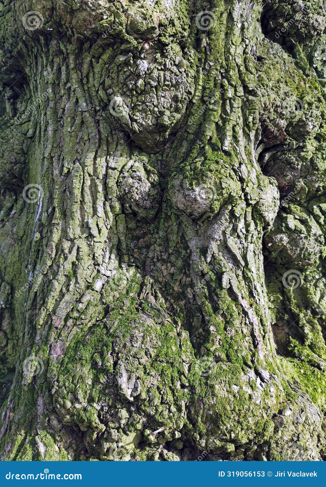 Old bark texture stock image. Image of abstract, forest - 319056153