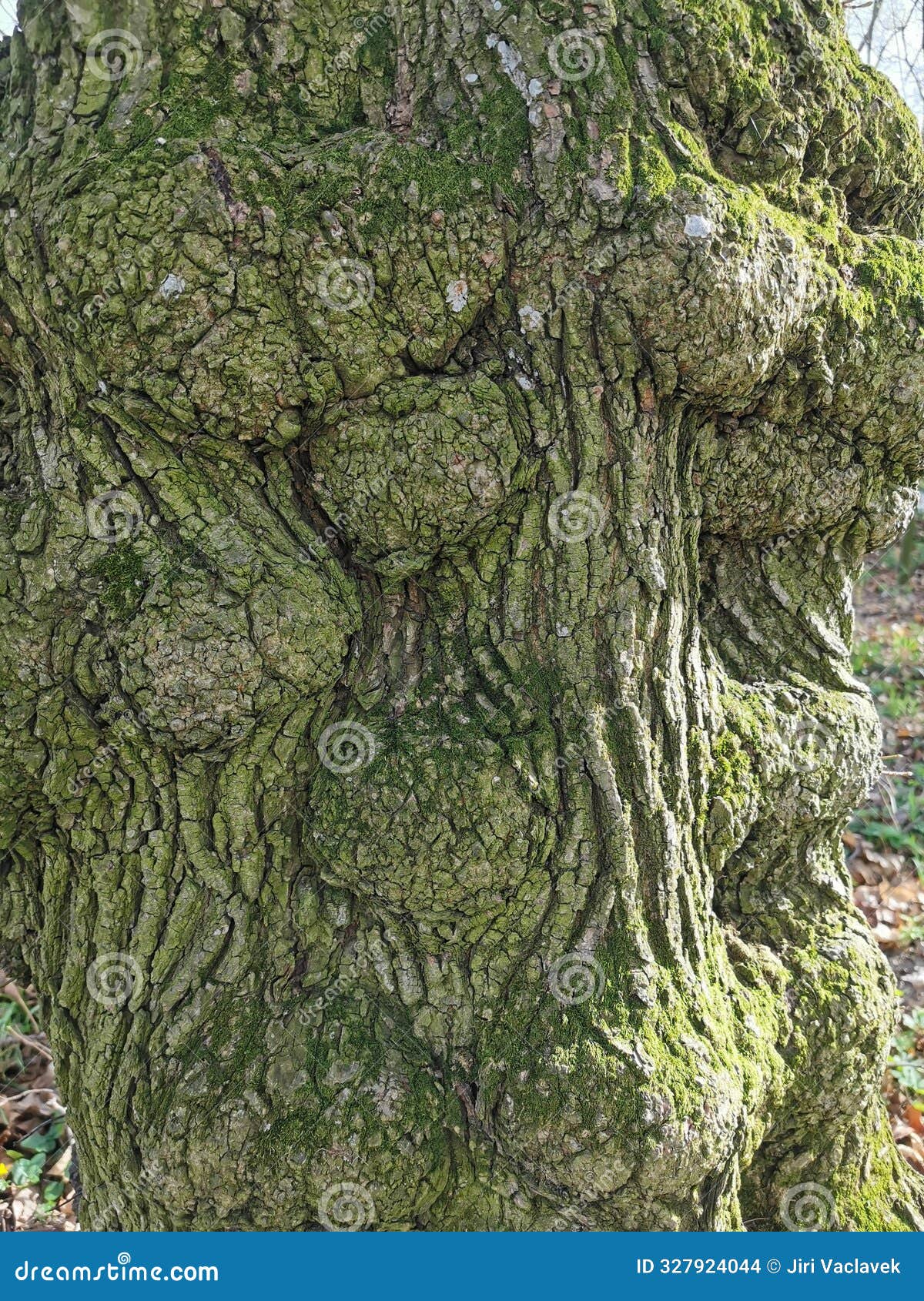 Old bark texture stock photo. Image of textured, plant - 327924044