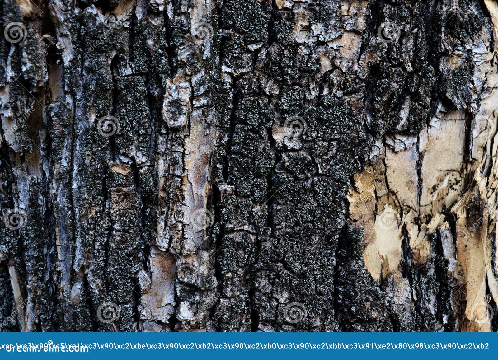 Old Bark Texture. Cracked and Scratched Tree Surface Stock Photo ...