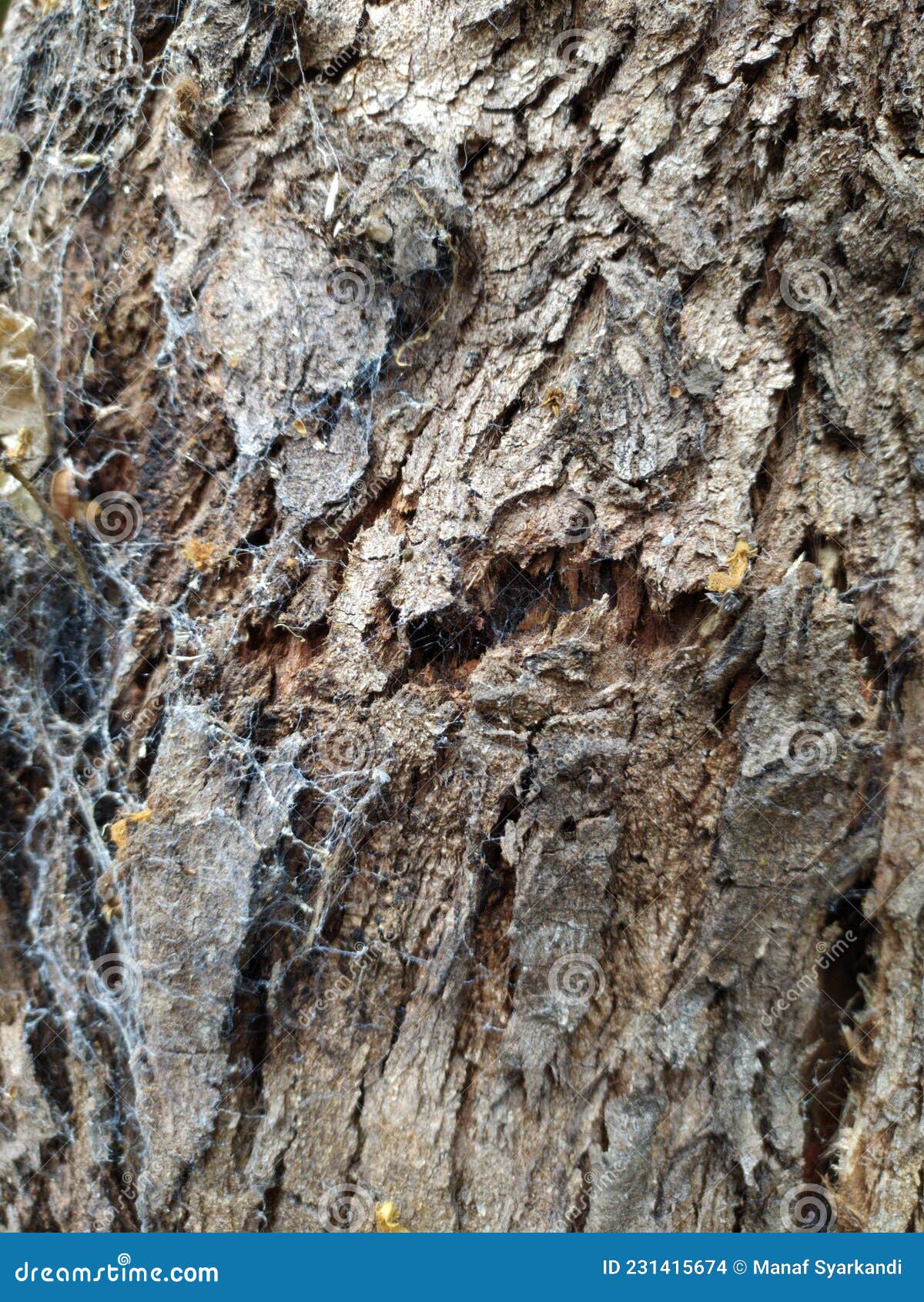 Old Bark Texture. Spider Webs Stock Photo - Image of leaf, stonewall ...