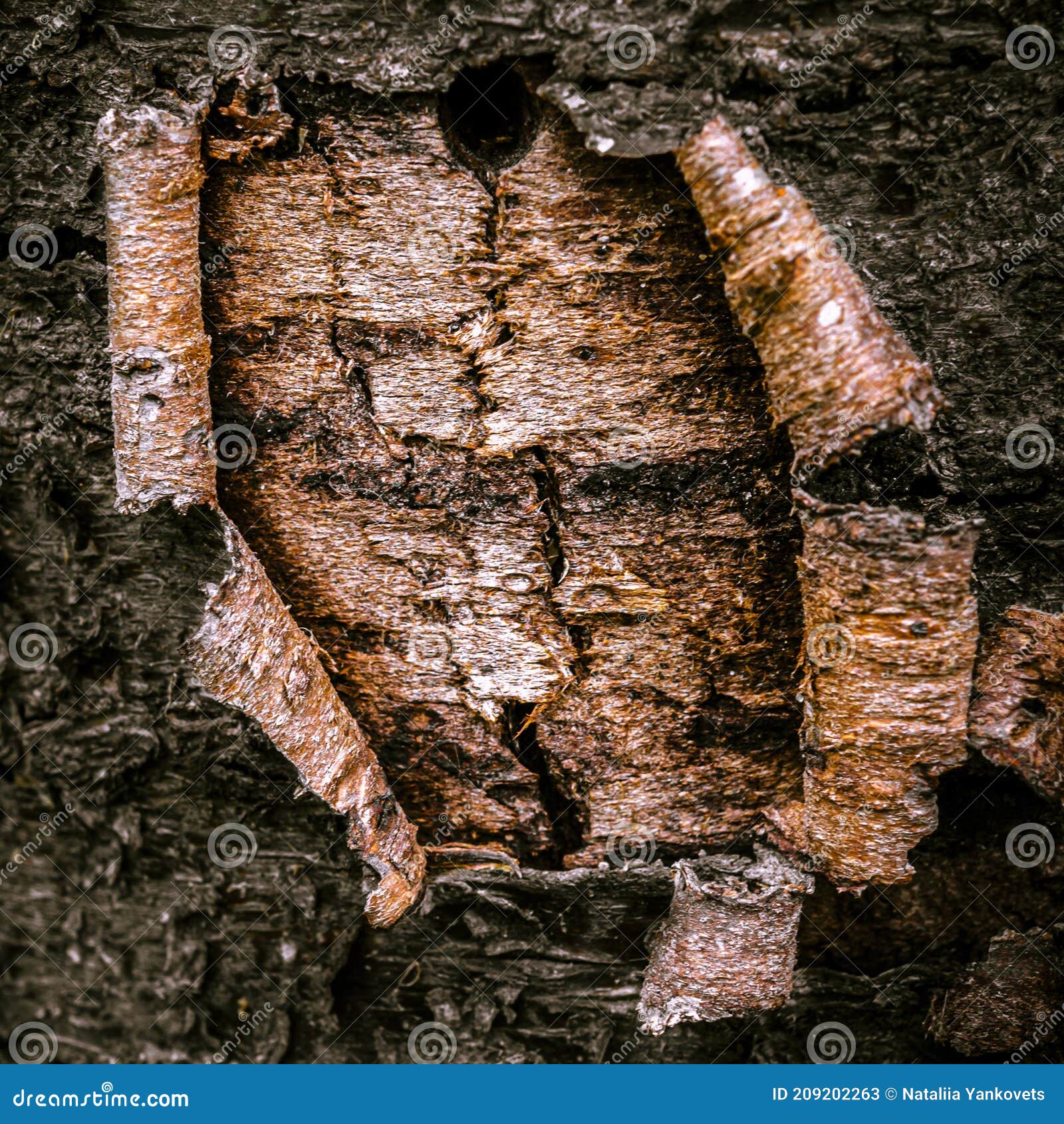 Old Bark on an Old Thick Tree with Place for Text. Natural Background ...
