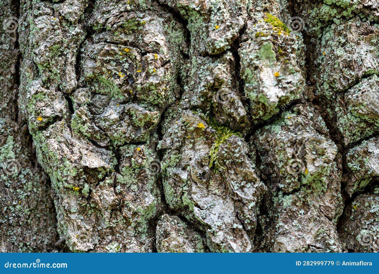 Old bark of a tree stock image. Image of natural, pine - 282999779