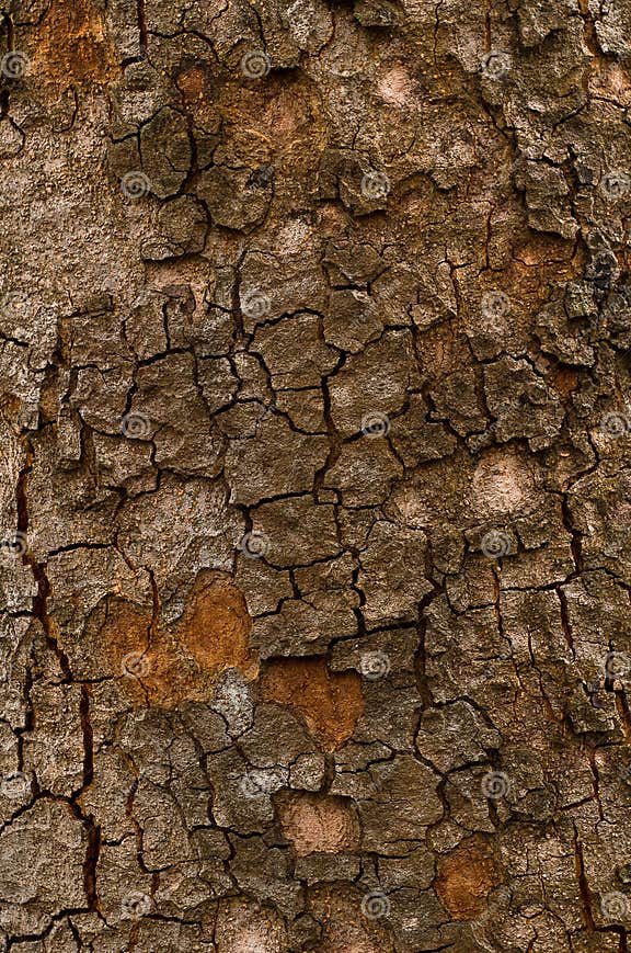 Old bark of tree texture stock photo. Image of furrow - 24016978