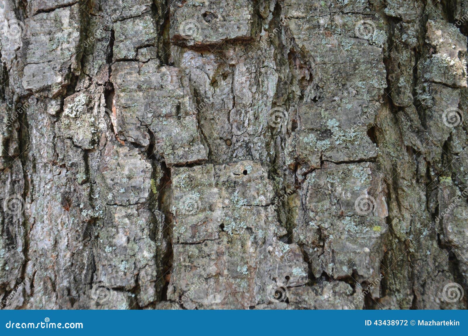 Old bark stock photo. Image of bark, website, eregli - 43438972