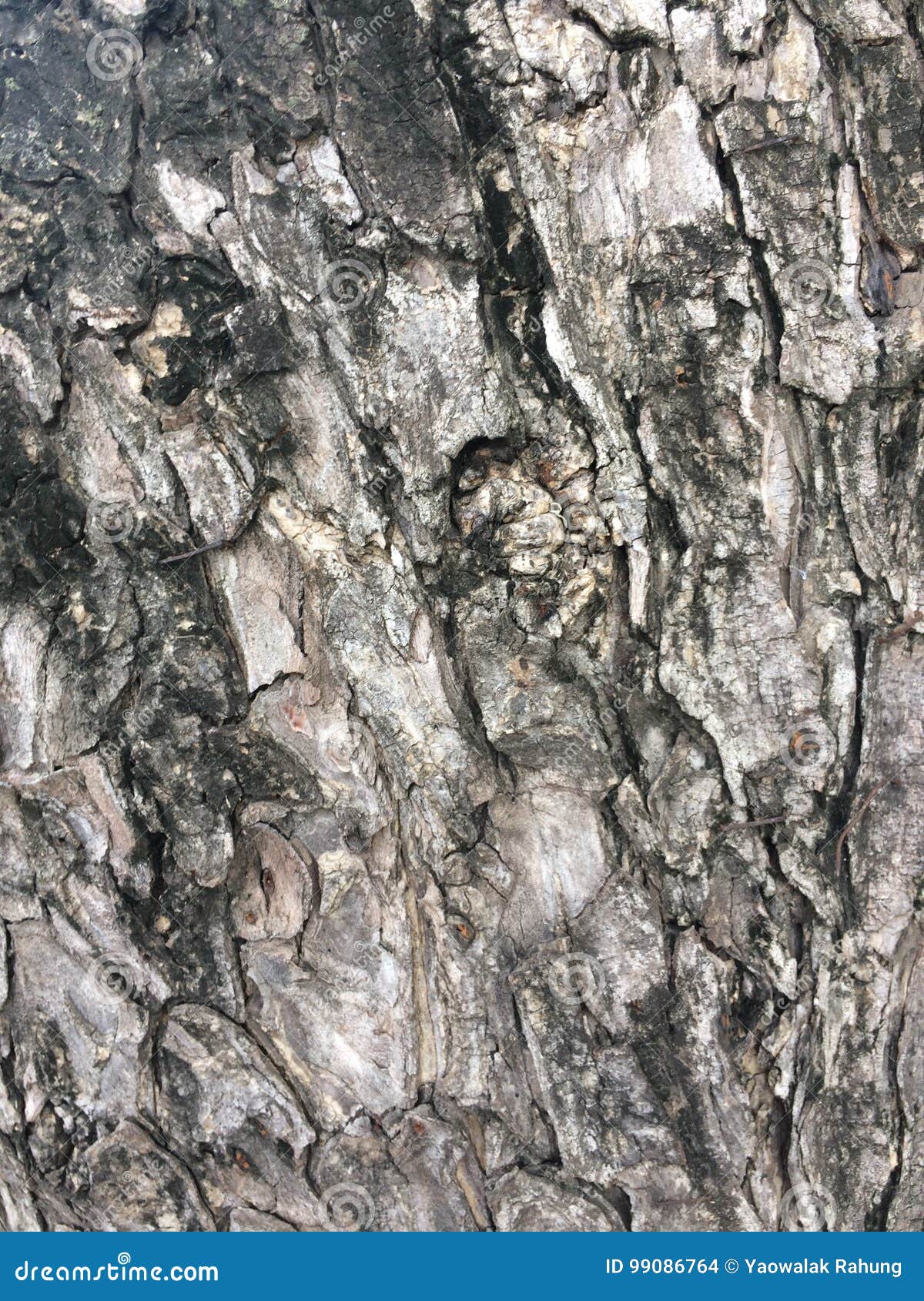 Old bark wood stock photo. Image of hard, park, plant - 99086764