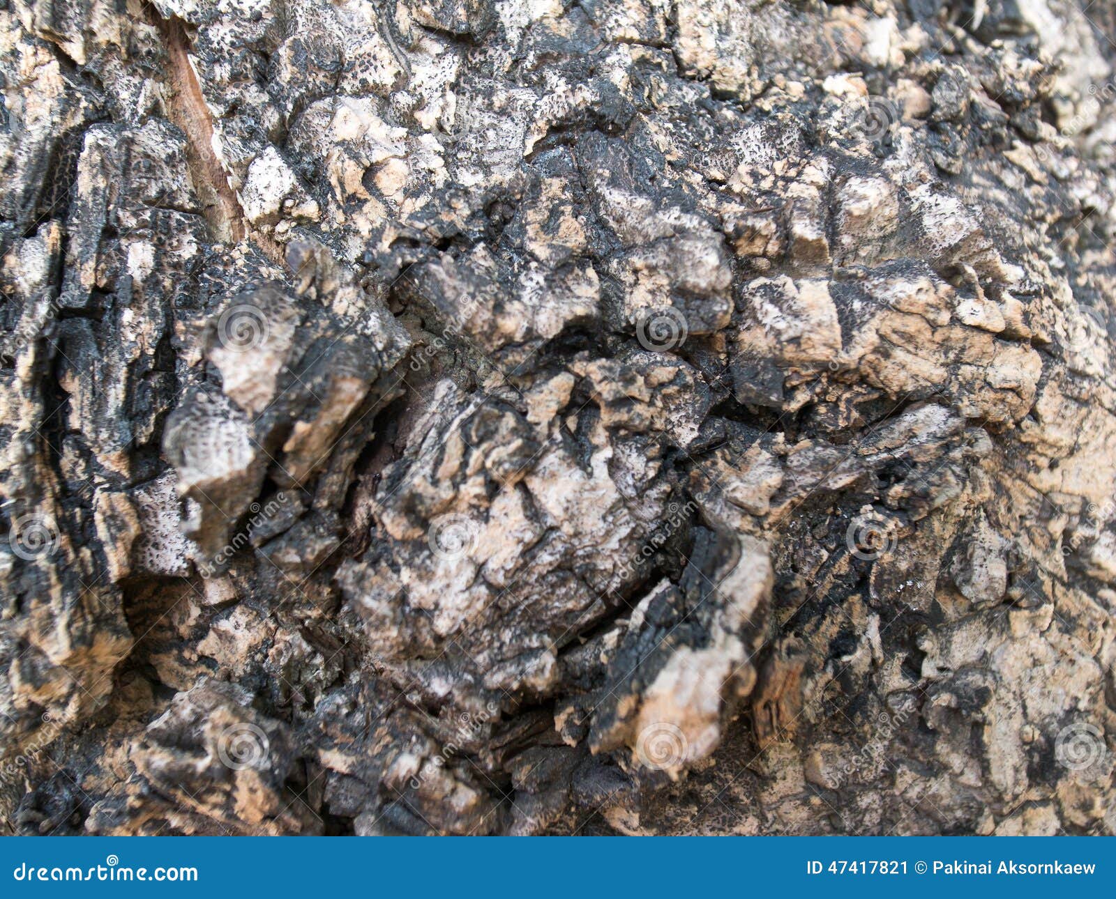 Old bark stock image. Image of flowers, date, bangkok - 47417821