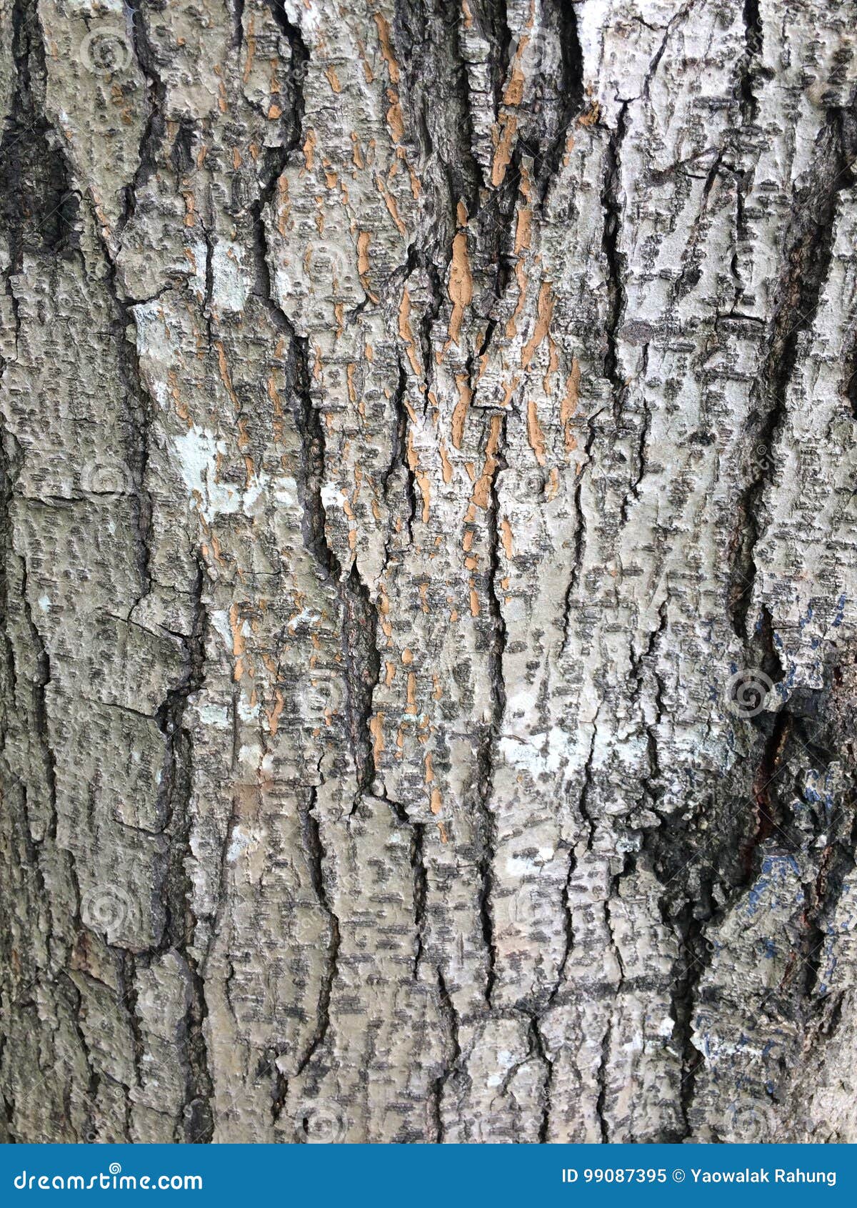 Old Bark Wood Texture Pattern Background Stock Image - Image of brown ...