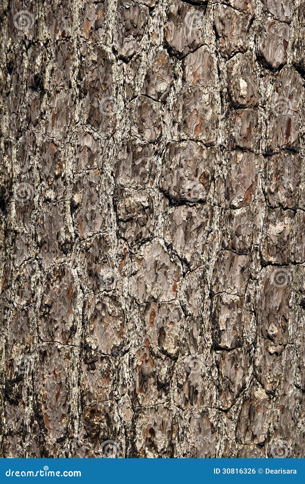 Old Bark Wood Tree in Nature Stock Photo - Image of plant, material ...