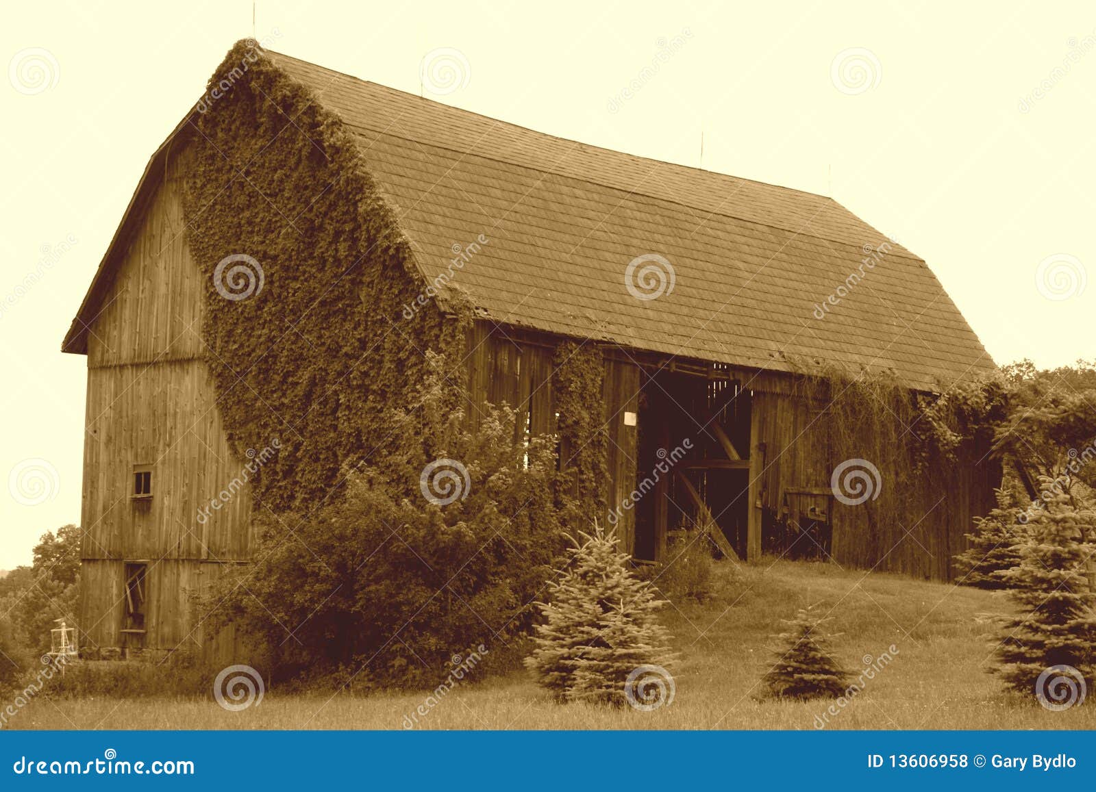 Old Barn stock photo. Image of vines, sepia, overgrown - 13606958