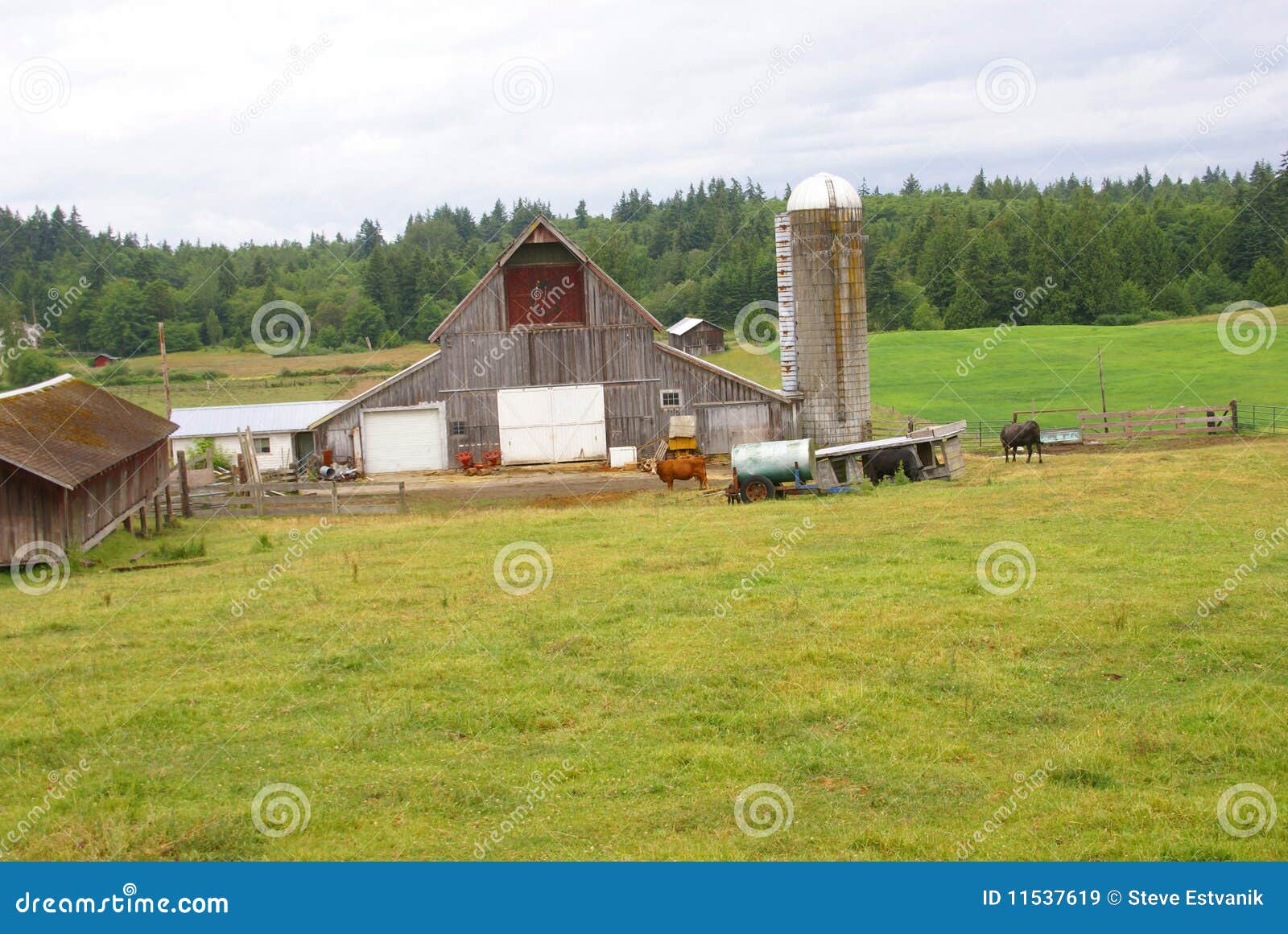 Old Barn and Cattle on Farm Stock Image - Image of trees, cattle: 11537619