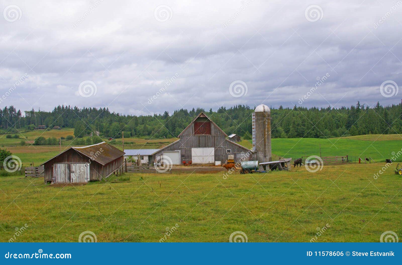 Old Barn and Cattle on Farm Stock Photo - Image of barn, field: 11578606