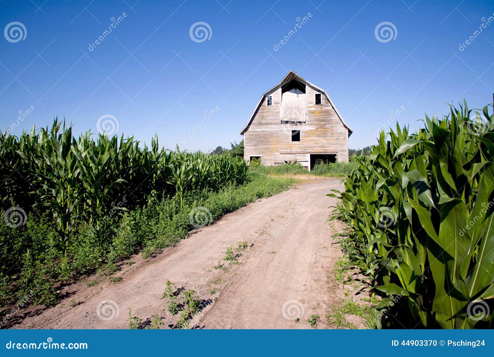 Old barn in the corn field stock photo. Image of summer - 44903370