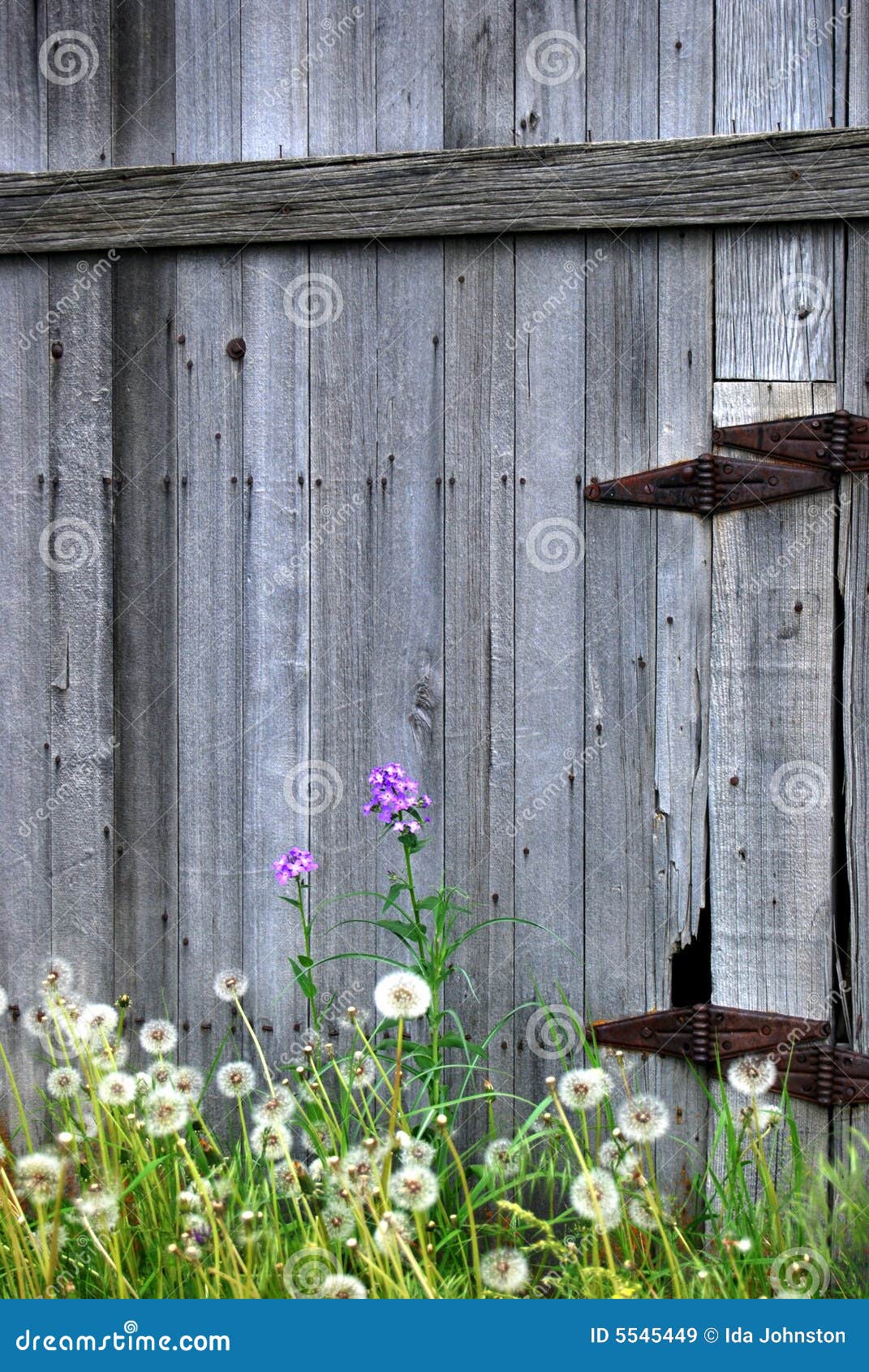 Old Barn Door and Flowers stock image. Image of grey, hinges - 5545449